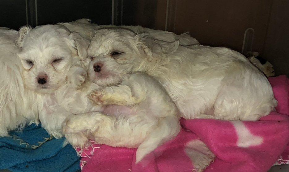 Debra Stacey's Maltipoo Puppies in New York | Maltipoo puppies | Good Dog