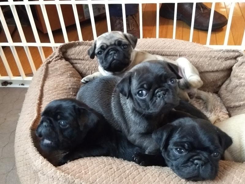 Sweetie Pie Pugs in North Carolina | Pug puppies | Good Dog