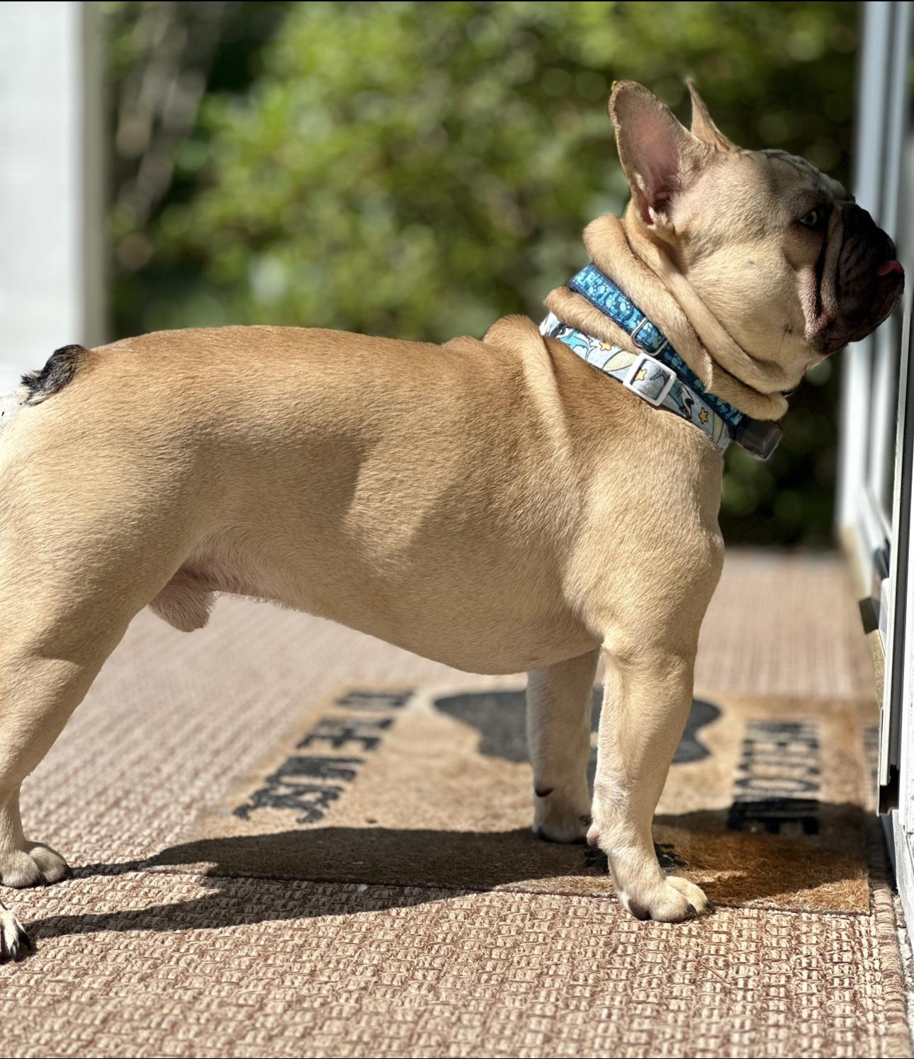 Small Batch Frenchies in North Carolina | French Bulldog puppies | Good Dog