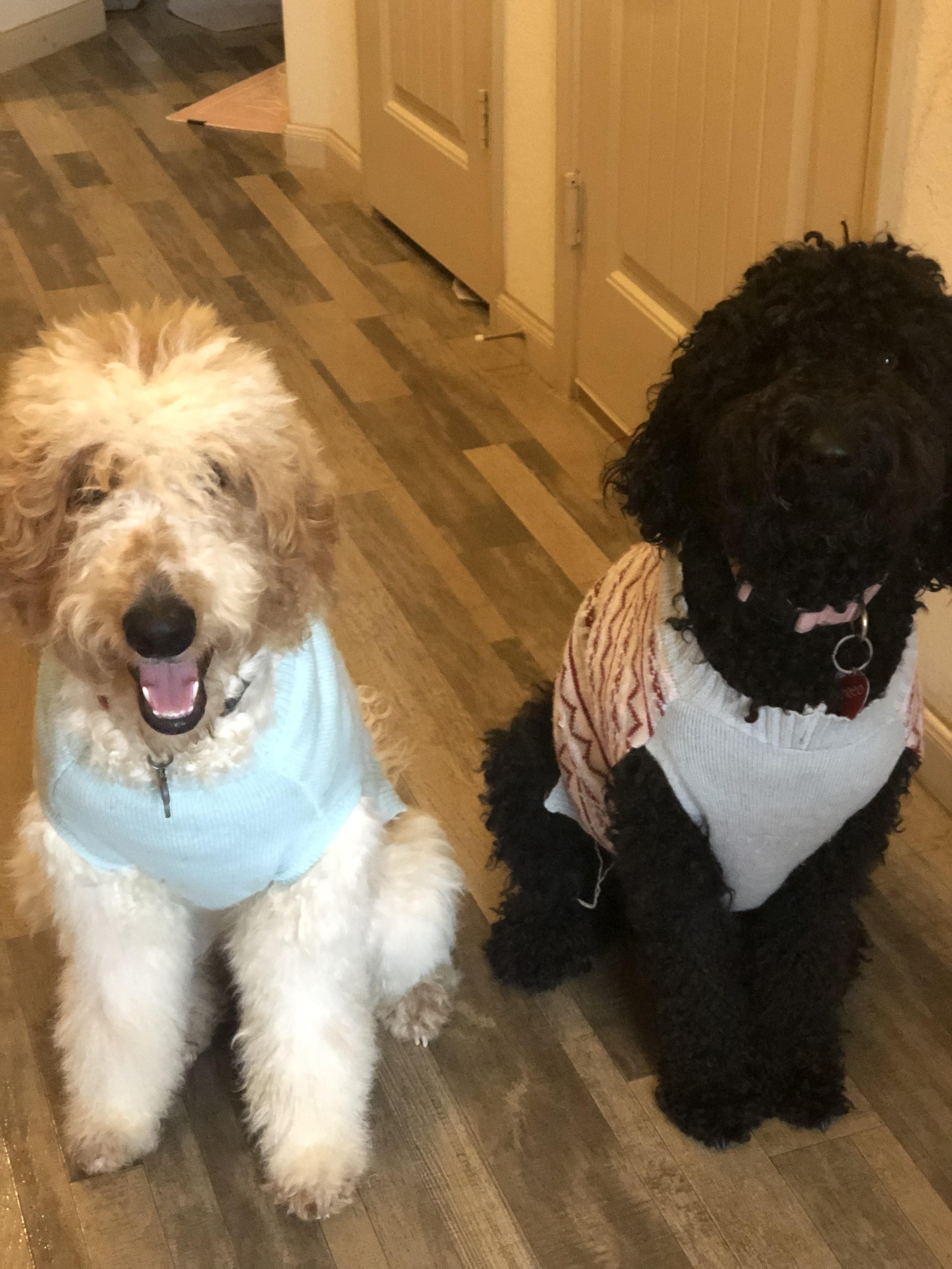 Pia’s Doodle Poodle Wag in Texas | Bernedoodle, Goldendoodle or Double ...