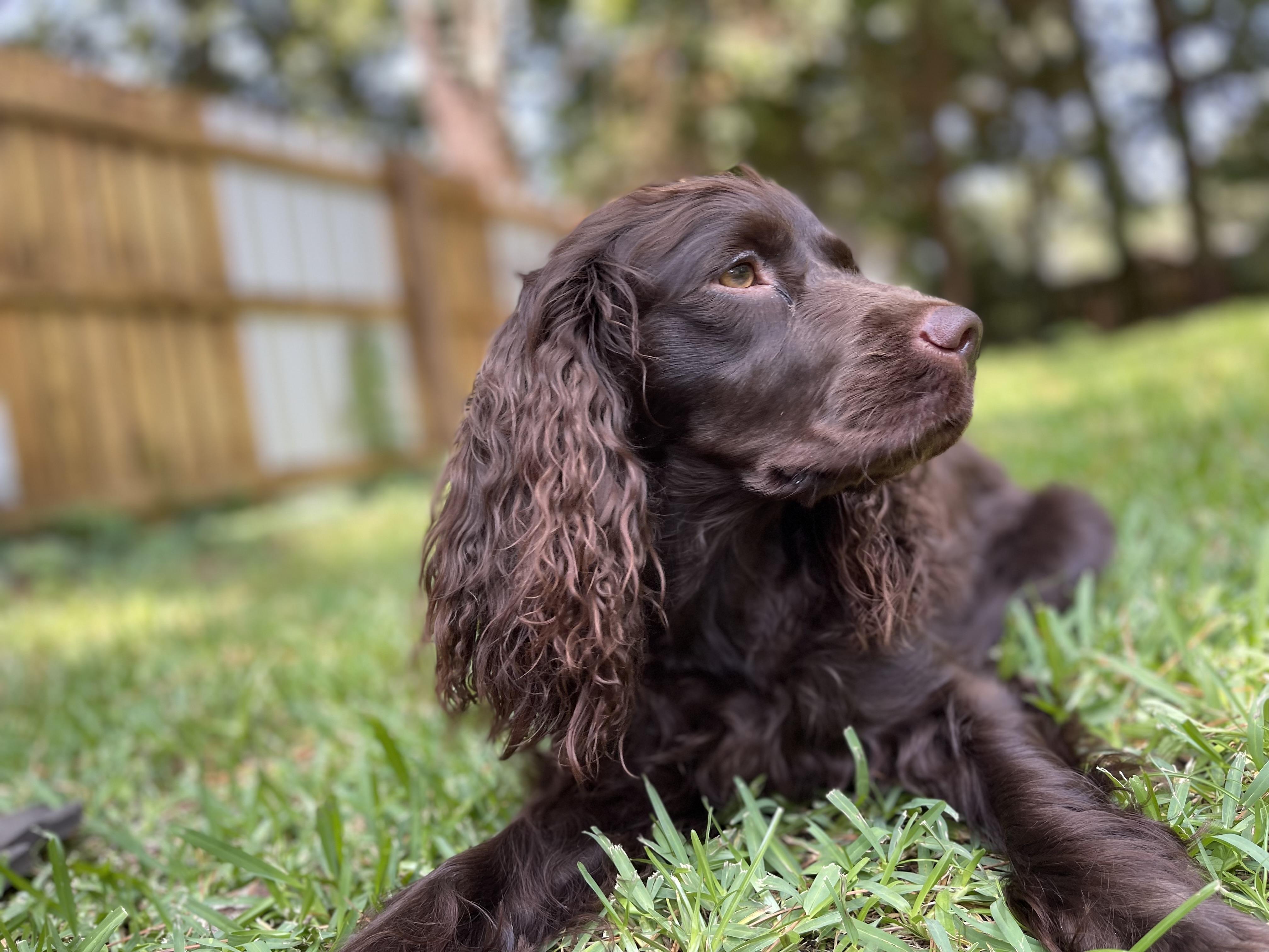 Eagle Trail Kennels in Georgia | Boykin Spaniel and English Springer ...