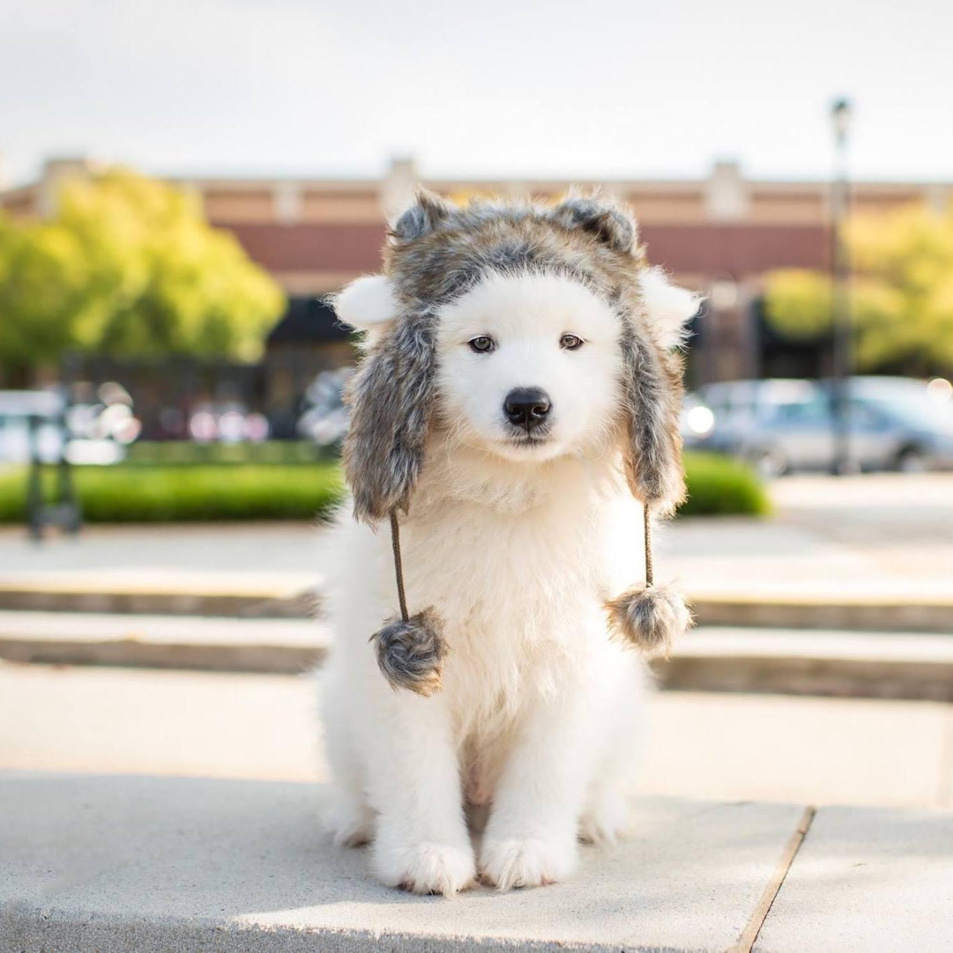 Wintermist Samoyeds and Shiba Inus in Colorado | Samoyed and Shiba Inu ...