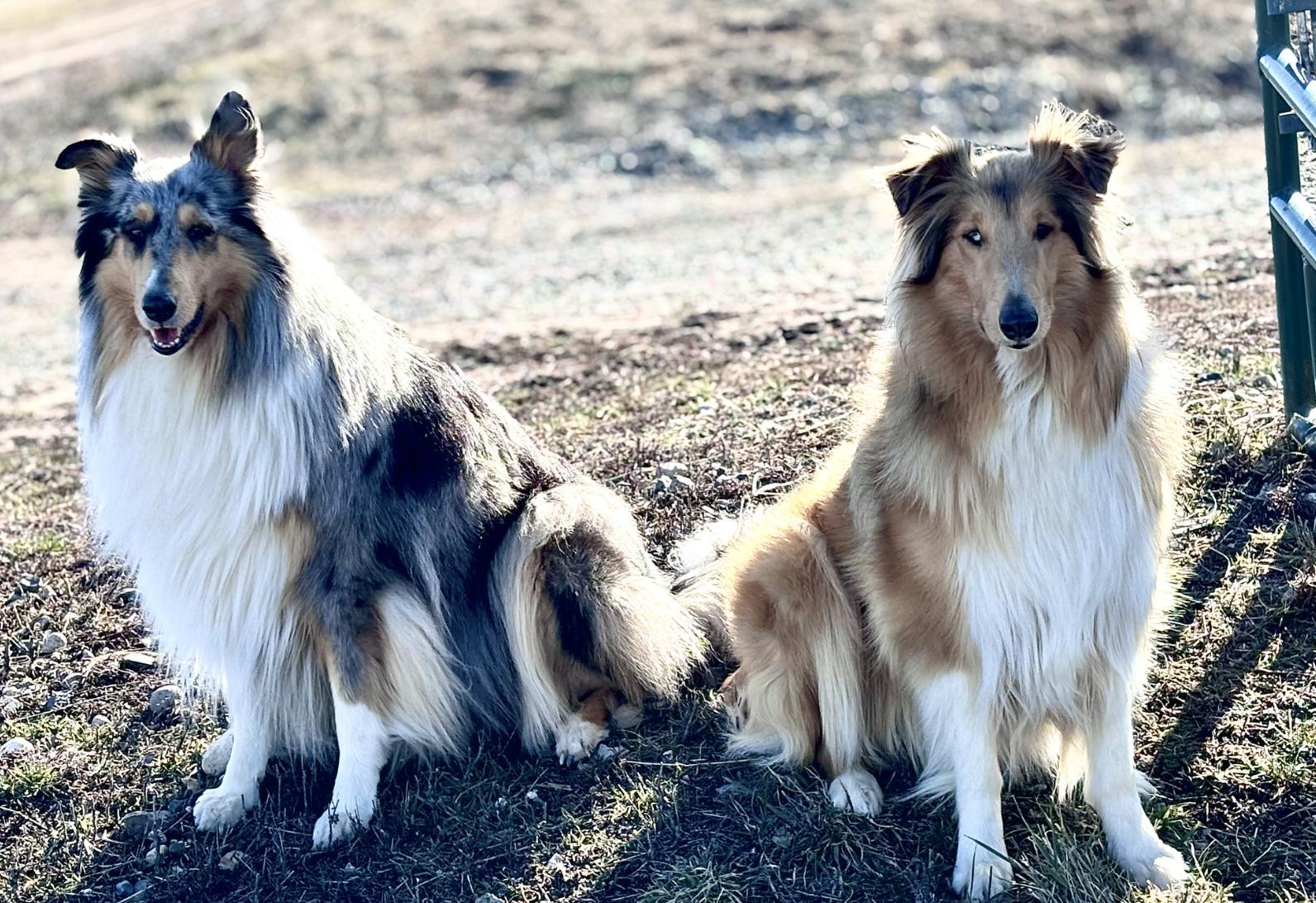 Mountain River Collies in Idaho | Collie puppies | Good Dog