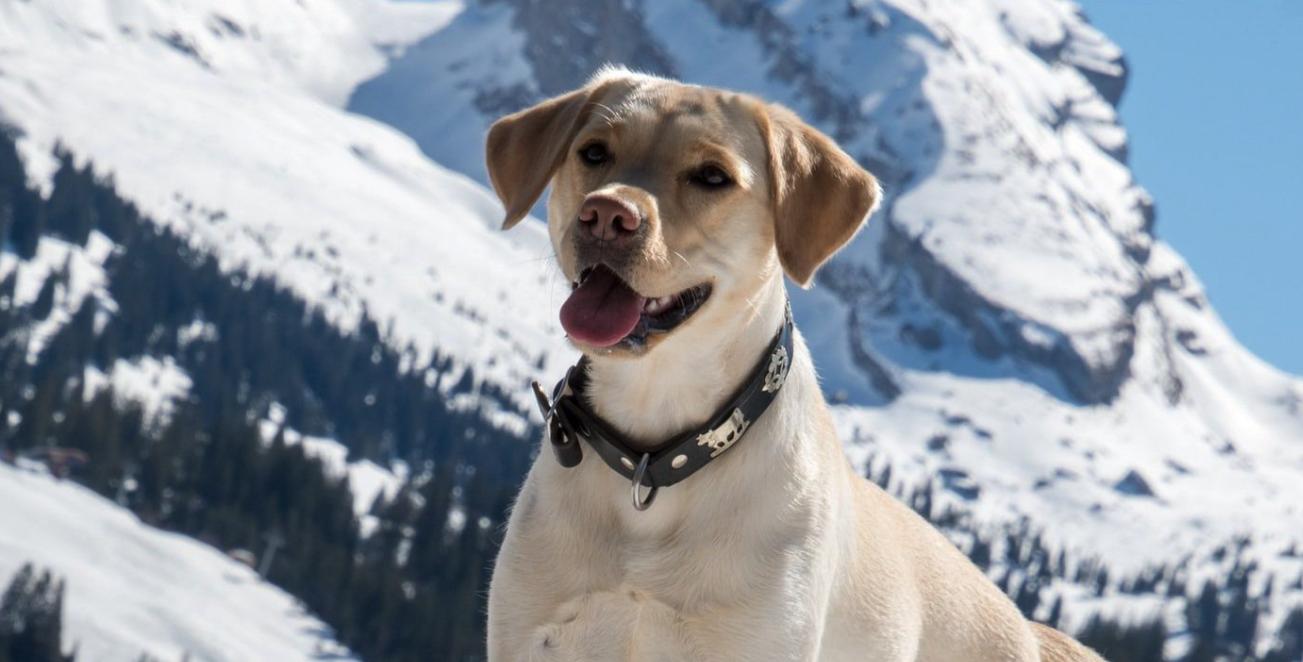 CaveInn Labradors in Iowa | Dilute Retriever puppies | Good Dog