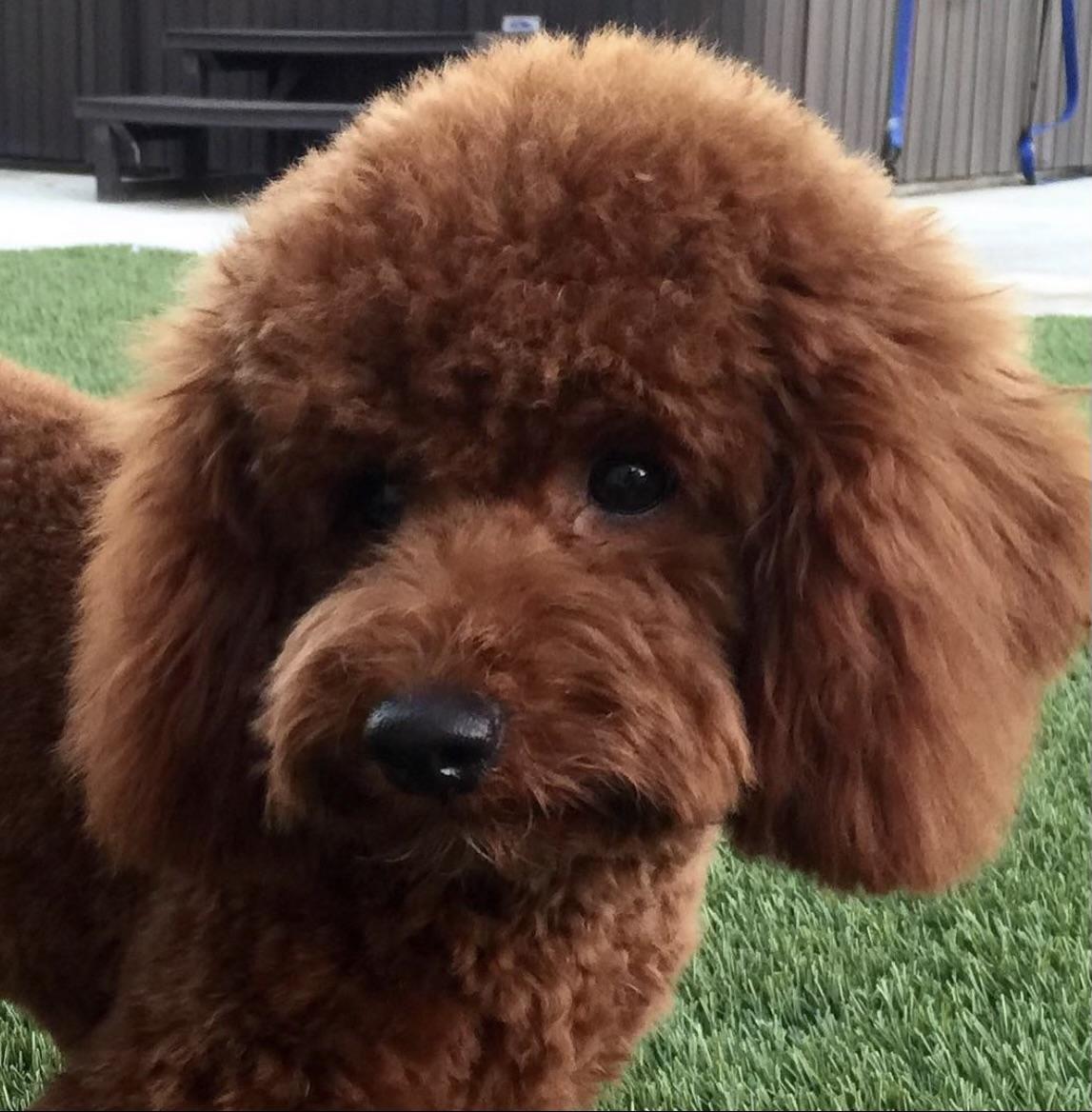 The Real Dog Breeders of Atlanta (peachy poodles) in Georgia | Poodle ...