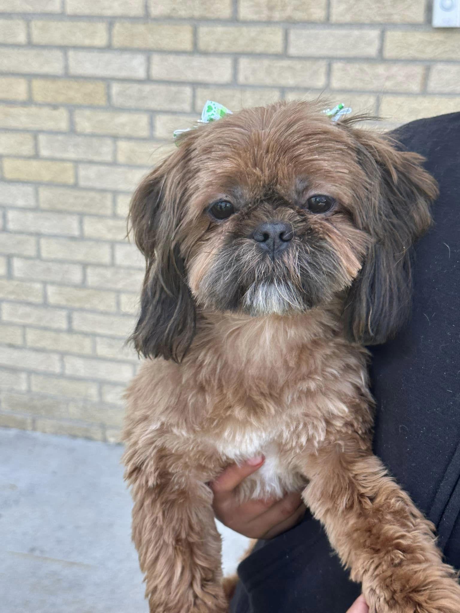 MotorCity Lavish K9s in Michigan | Shih Tzu and Yorkshire Terrier ...