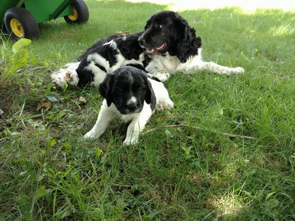 Joyspring English Springer Spaniels in Michigan | English Springer ...