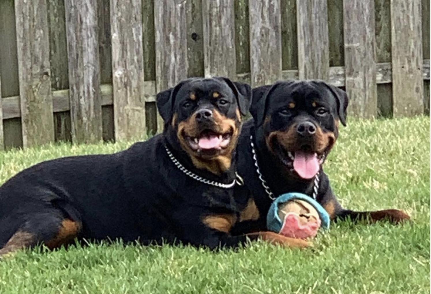 Steel City's Von Der Preis Rottweilers in Pennsylvania | Rottweiler ...
