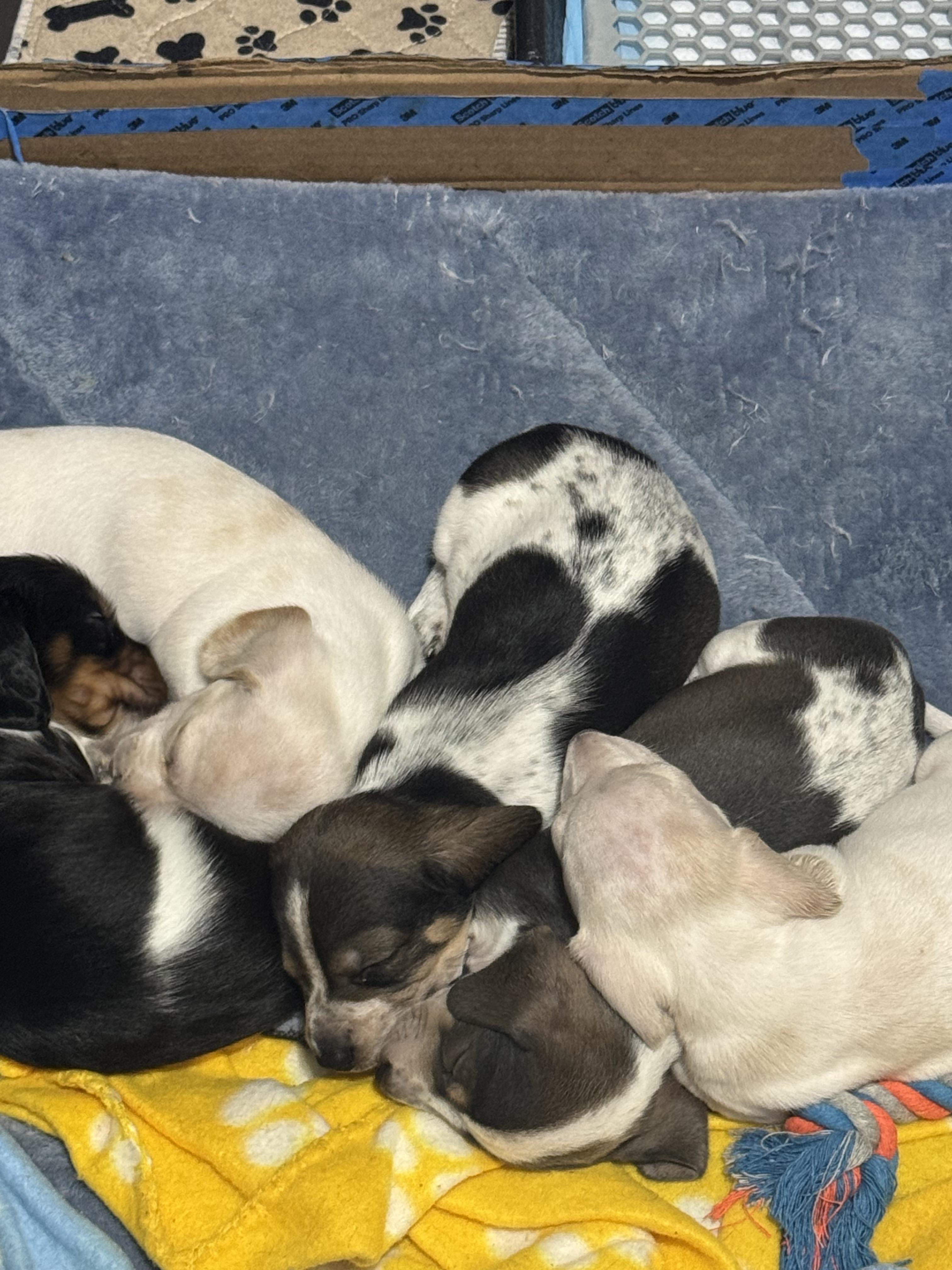Sandy's Mini Weenies in Cali in California | Dachshund puppies | Good Dog