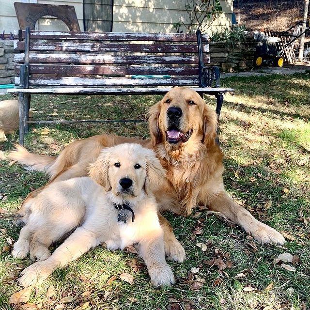 Gigi Salazar's Golden Retrievers in California | Golden Retriever ...