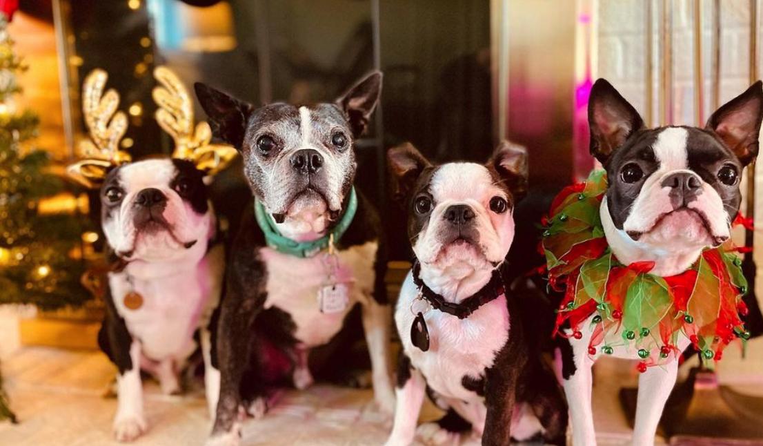 Fanfare Boston Terriers in Ohio | Boston Terrier puppies | Good Dog