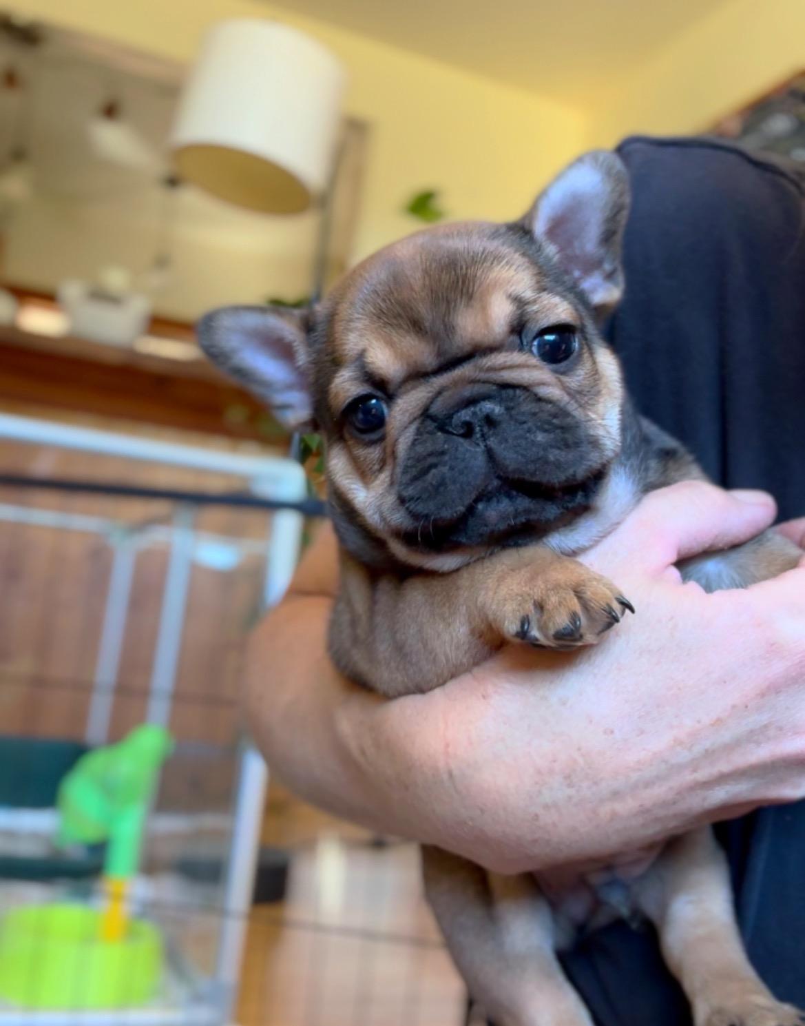 Lost Coast French Bulldogs in California | French Bulldog puppies ...