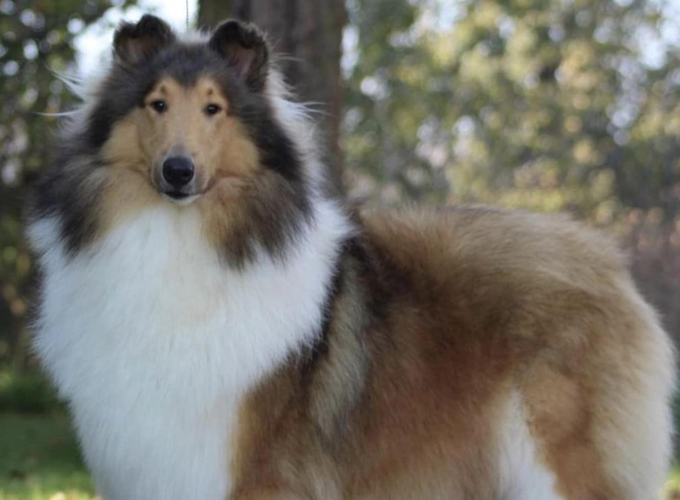 Costello Farm in Texas | Collie puppies | Good Dog