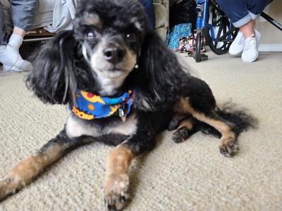 Debra's Poodles in Oregon | Poodle puppies | Good Dog