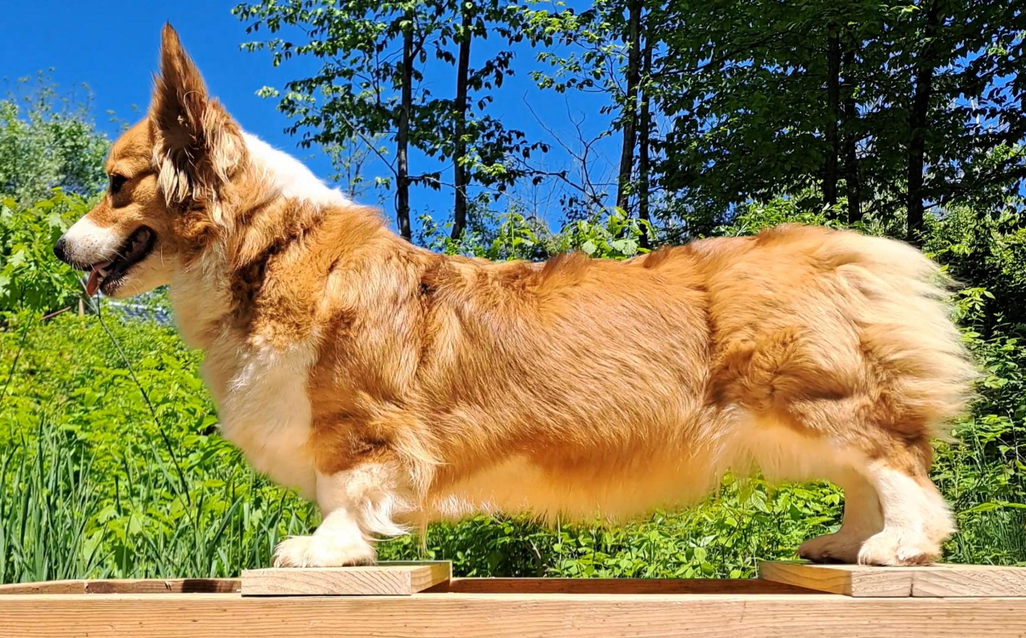 St. Lawrence Corgis in New York | Pembroke Welsh Corgi and American ...