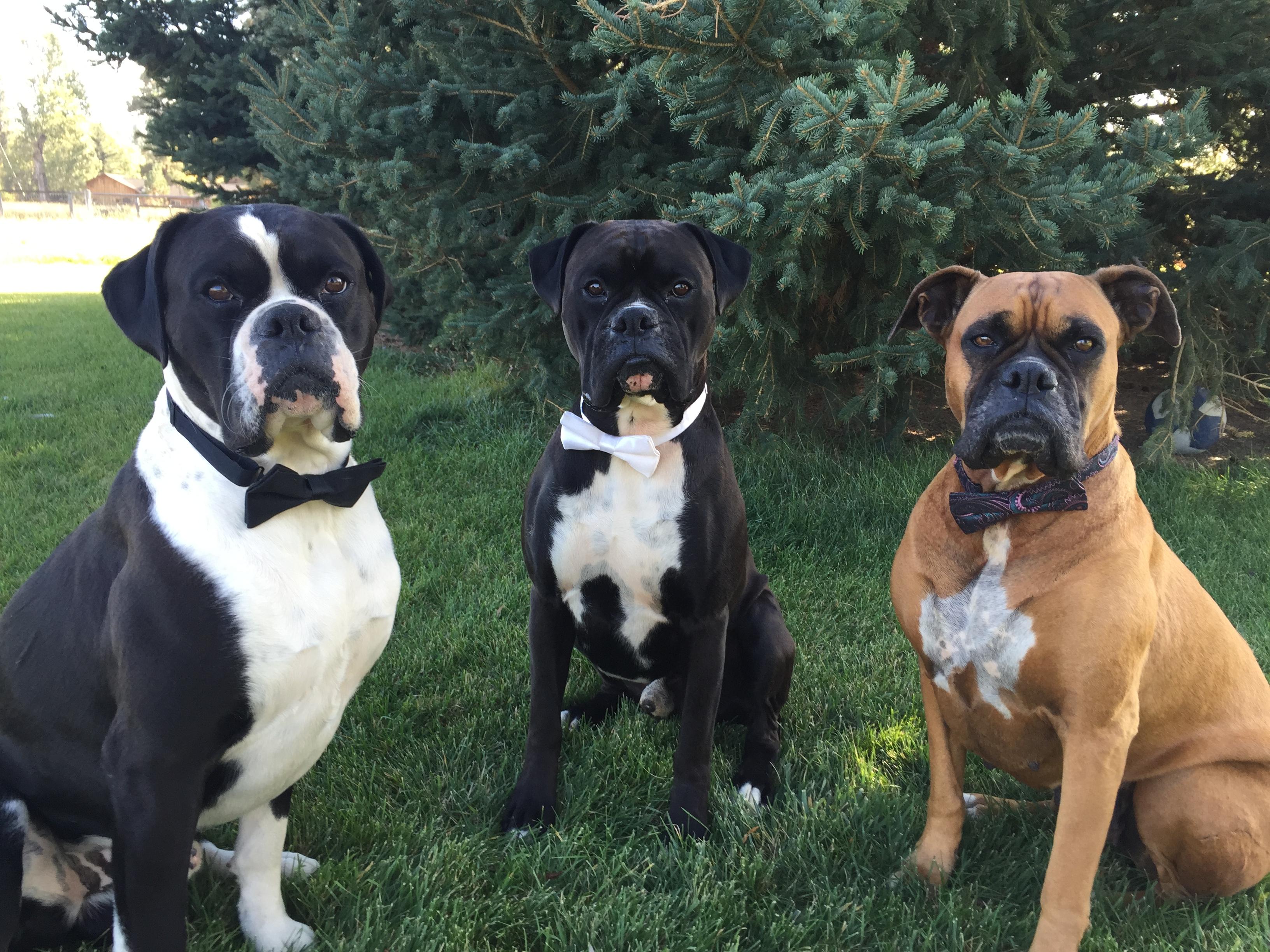 The Holistic Boxer in Montana | Boxer puppies | Good Dog