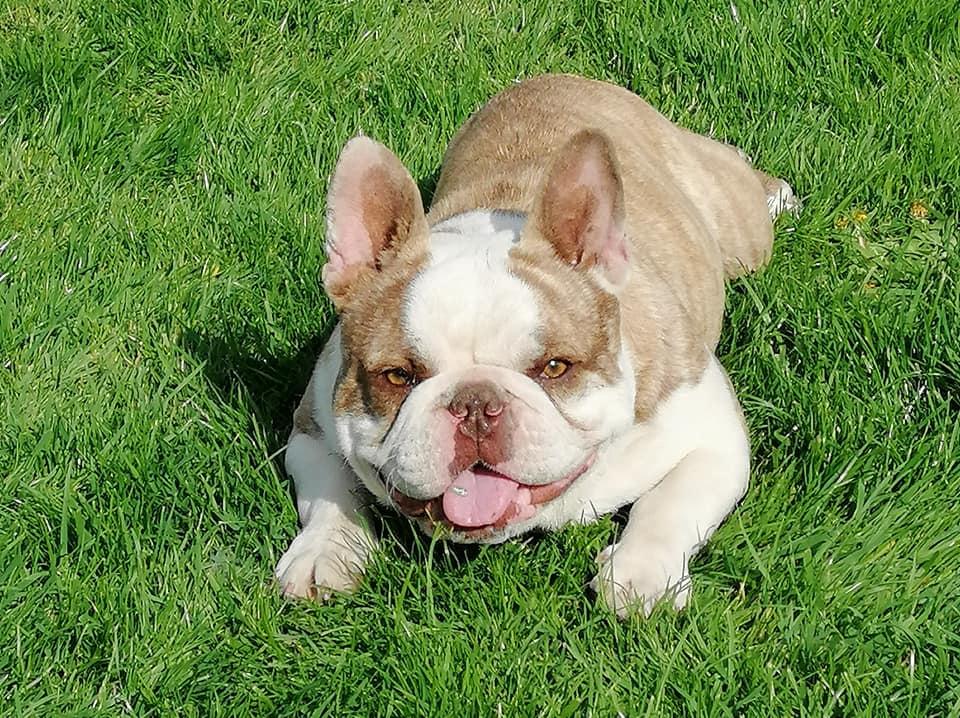 French Bulldogs Planet in Connecticut | French Bulldog and Shih Tzu ...