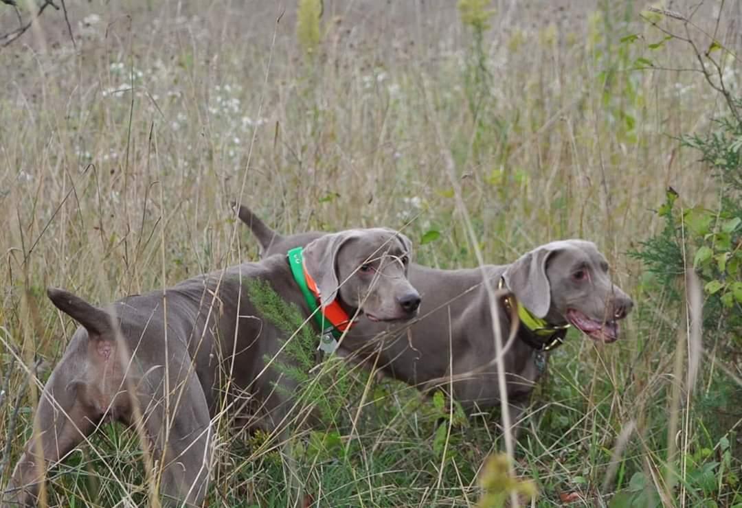 Palimar Weimaraners in Michigan | Weimaraner puppies | Good Dog