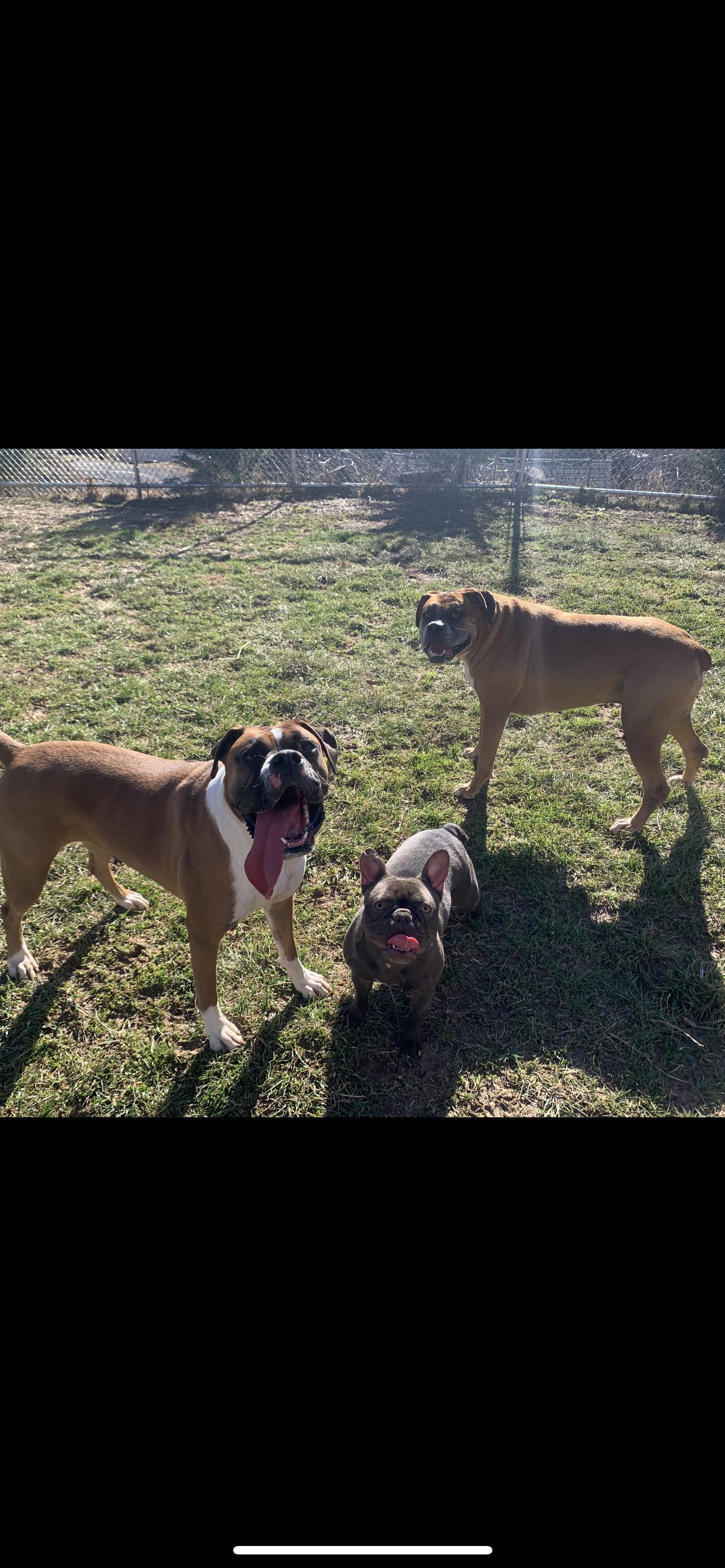 Morgan's French Bulldogs in North Carolina | French Bulldog puppies ...