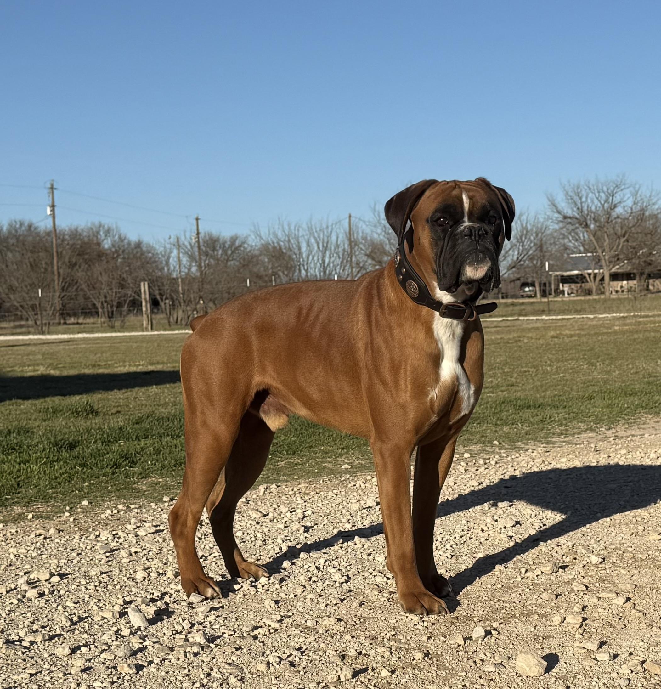 L&L Euro Boxers and Small Town Shih Tzus in Texas | Boxer and Shih Tzu ...