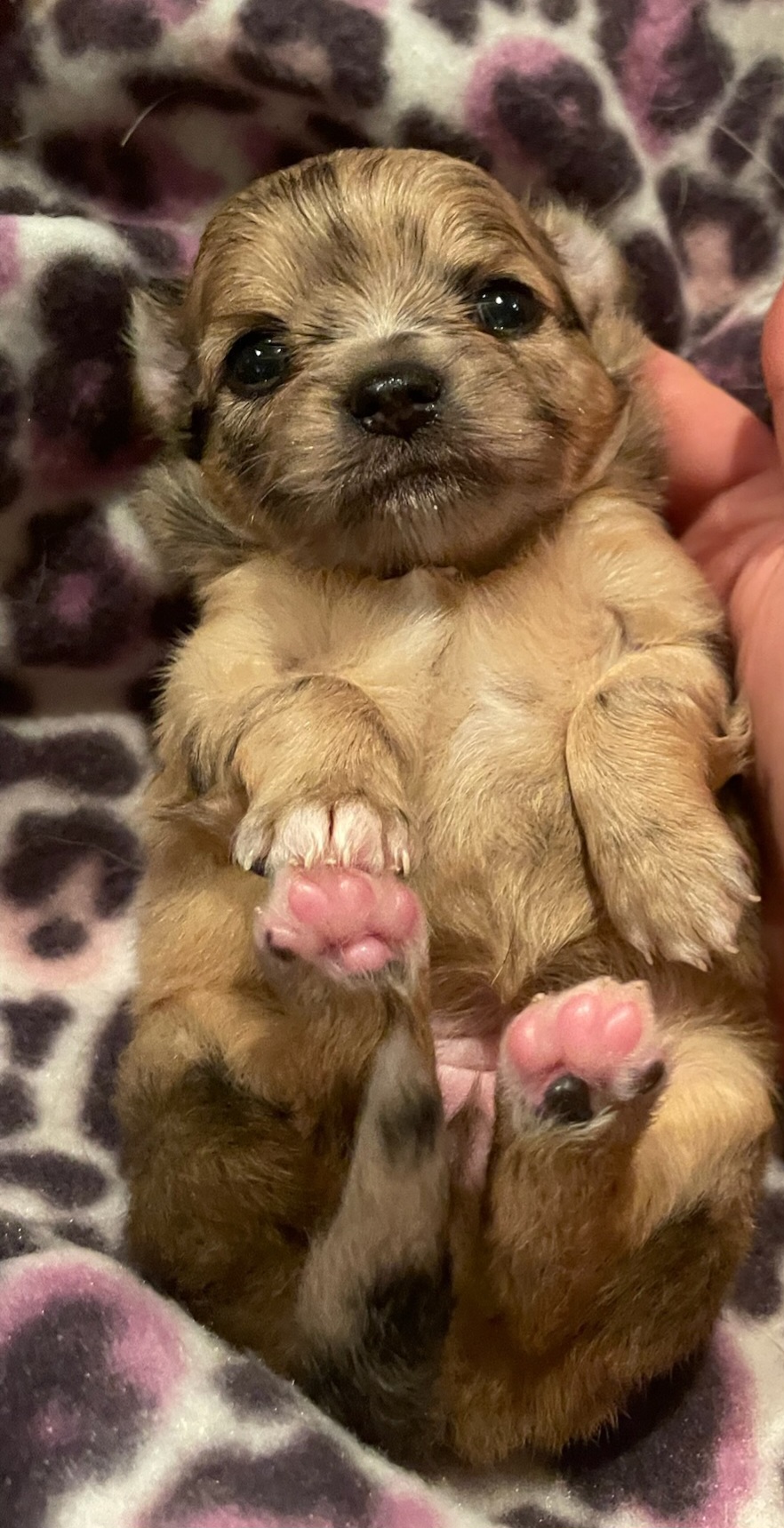Chihuahua and frenchie favs in Illinois | Chihuahua puppies | Good Dog