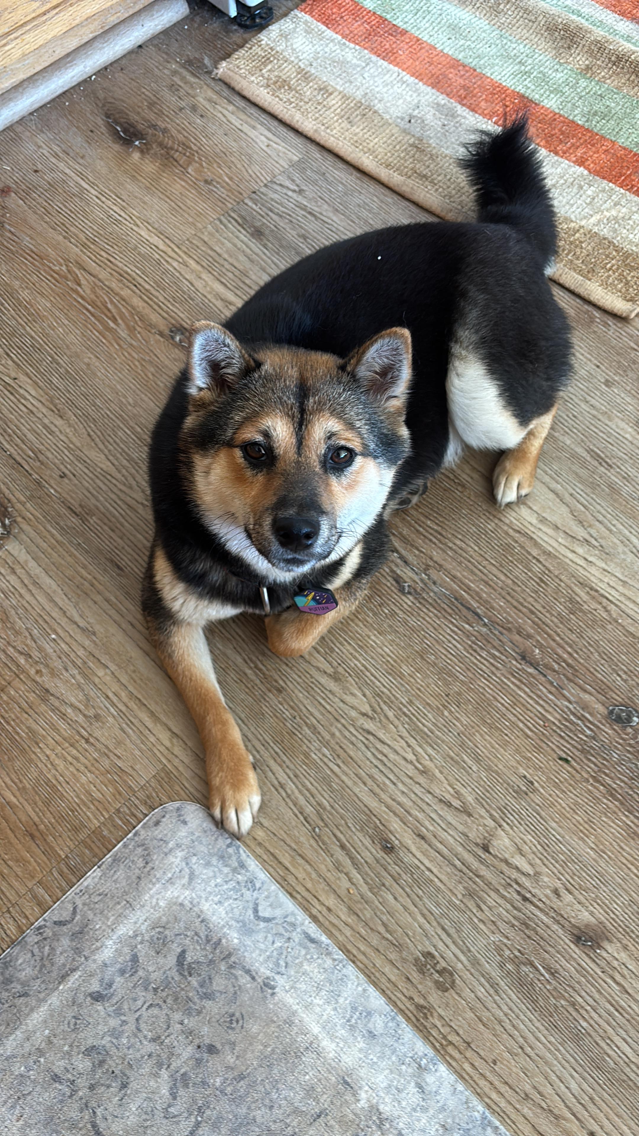 Mountain Air Shibas in California | Shiba Inu puppies | Good Dog