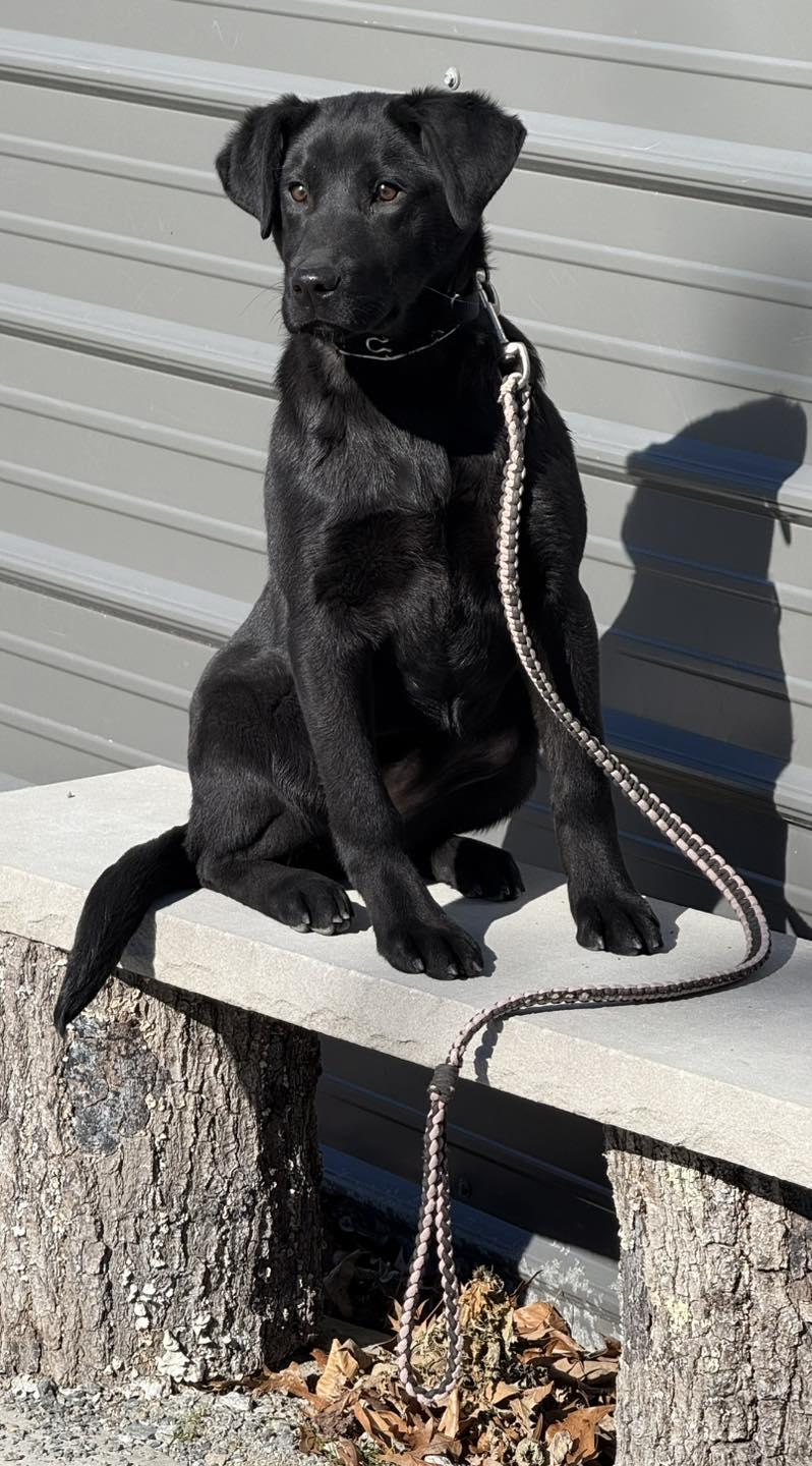 Rockn Ridge Retrievers LLC in Virginia | Labrador Retriever puppies ...