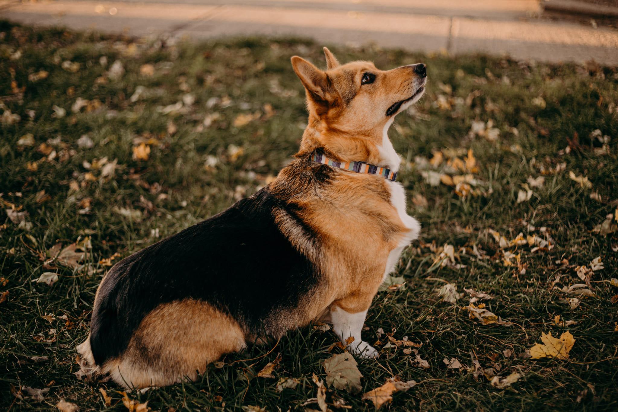 Cardinal Corgis in Illinois | Pembroke Welsh Corgi puppies | Good Dog