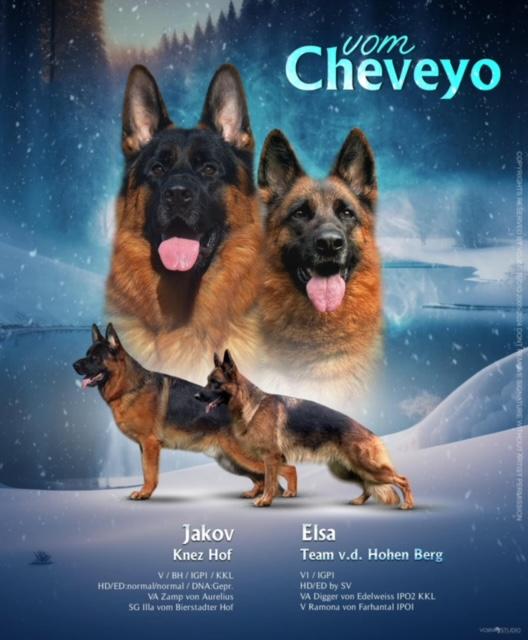 Cheveyo German Shepherds in Kentucky | German Shepherd puppies | Good Dog