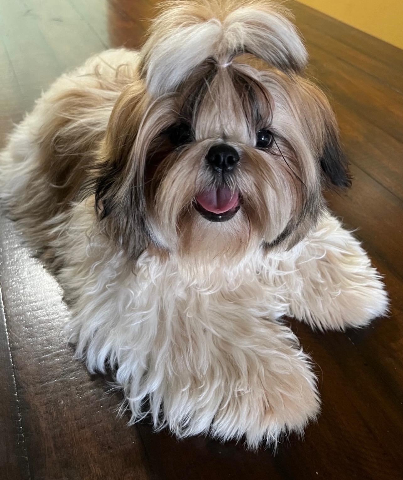 Shih Zu’s of Long Beach in California | Shih Tzu puppies | Good Dog