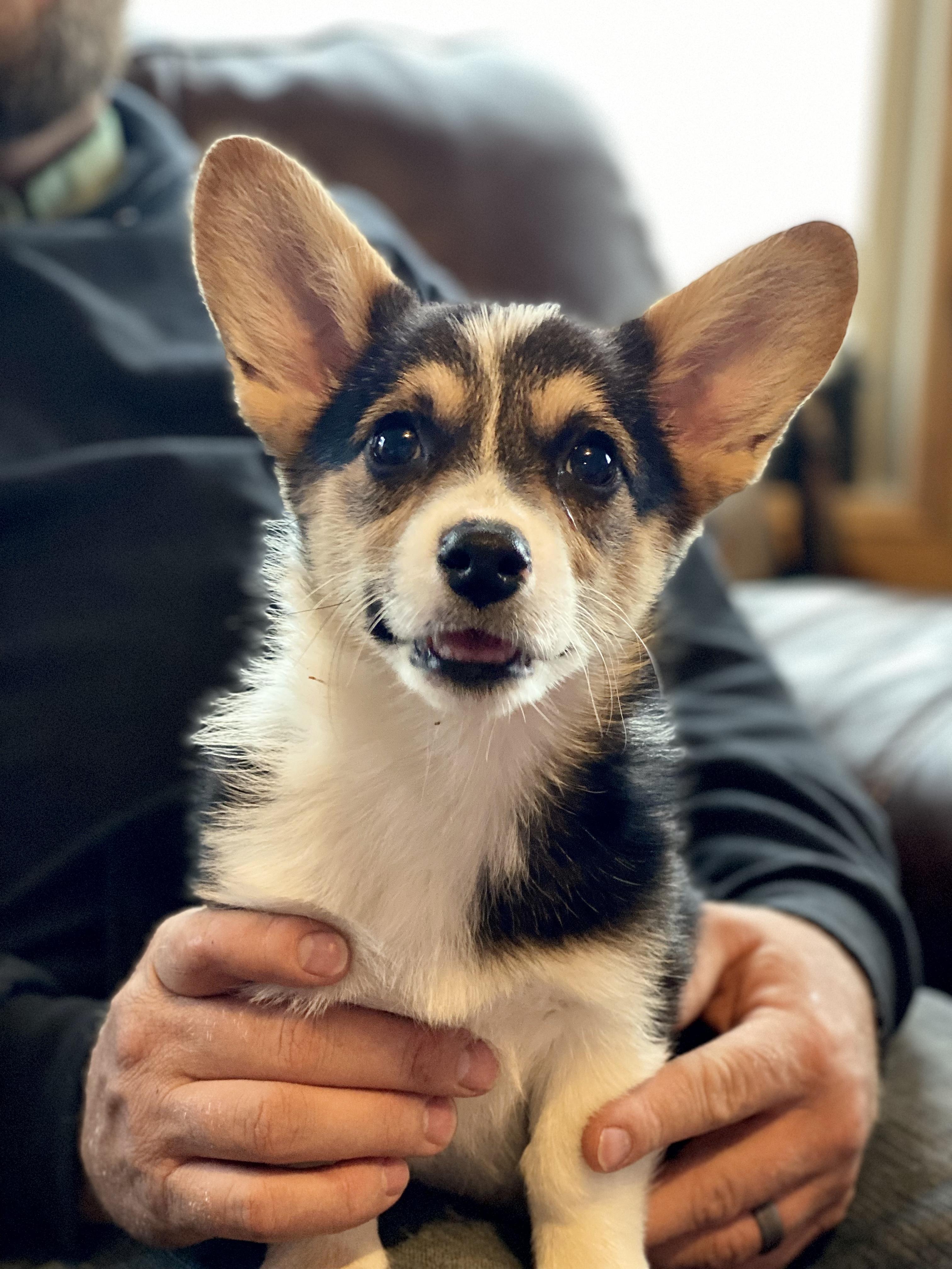 Davies Ranch Pembroke Welsh Corgis in Utah | Pembroke Welsh Corgi ...