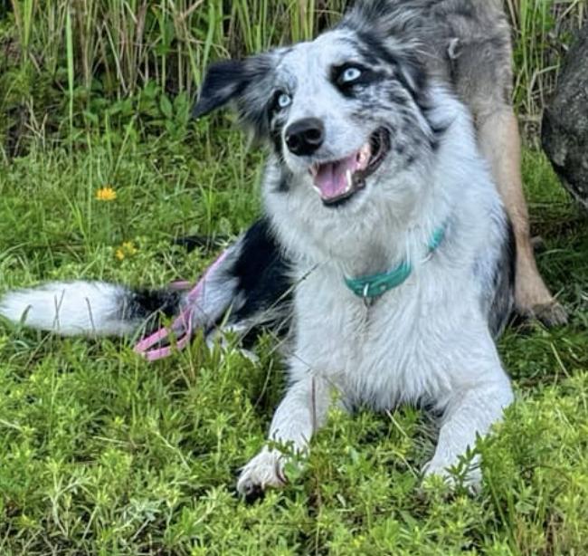 DragonFyre Kennels in Florida | Belgian Malinois and Border Collie ...