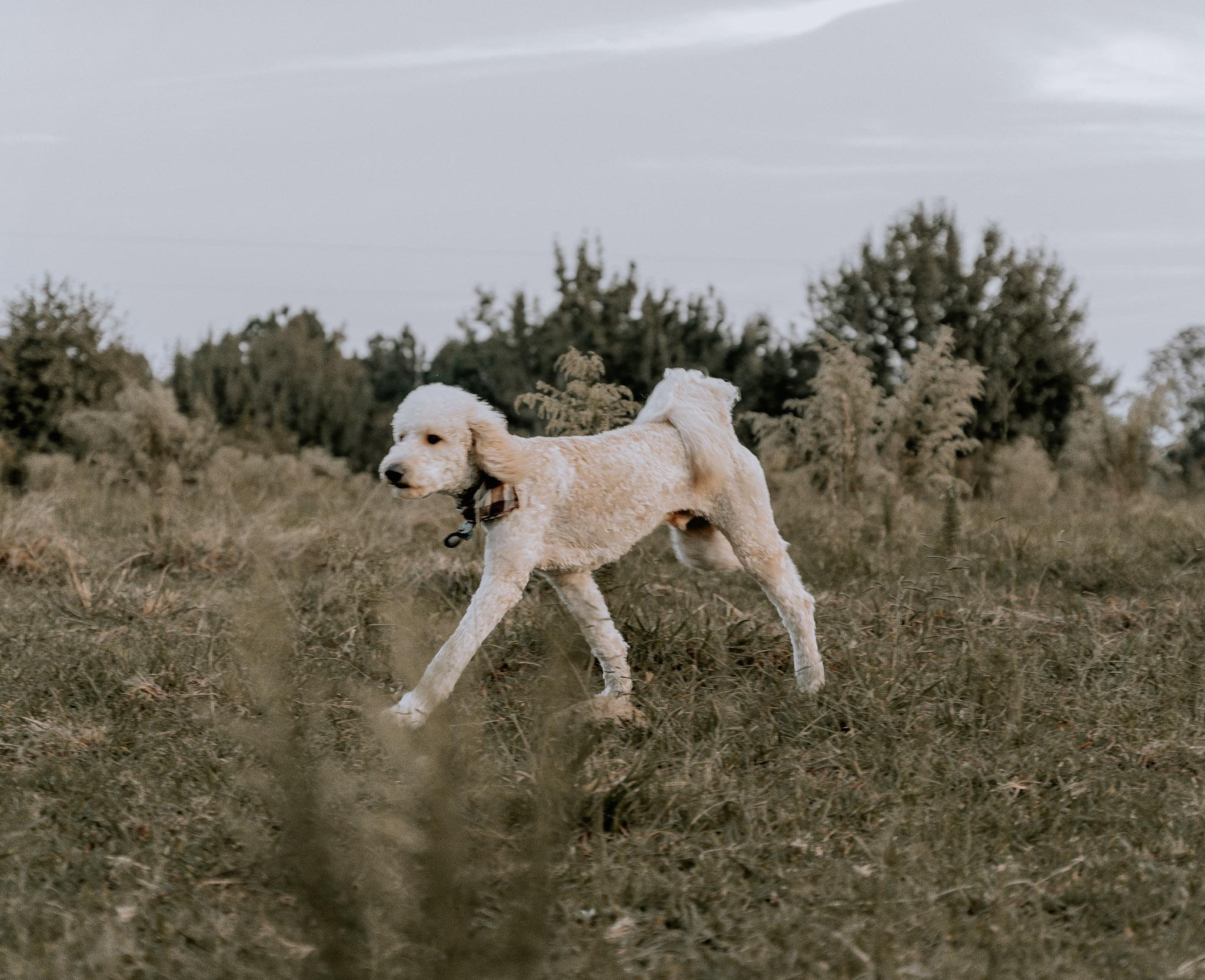 Southern Tide Poodles & Doodles in Alabama | Goldendoodle and Poodle ...