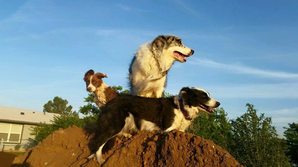Dog Pond Border Collies in Arizona | Border Collie puppies | Good Dog