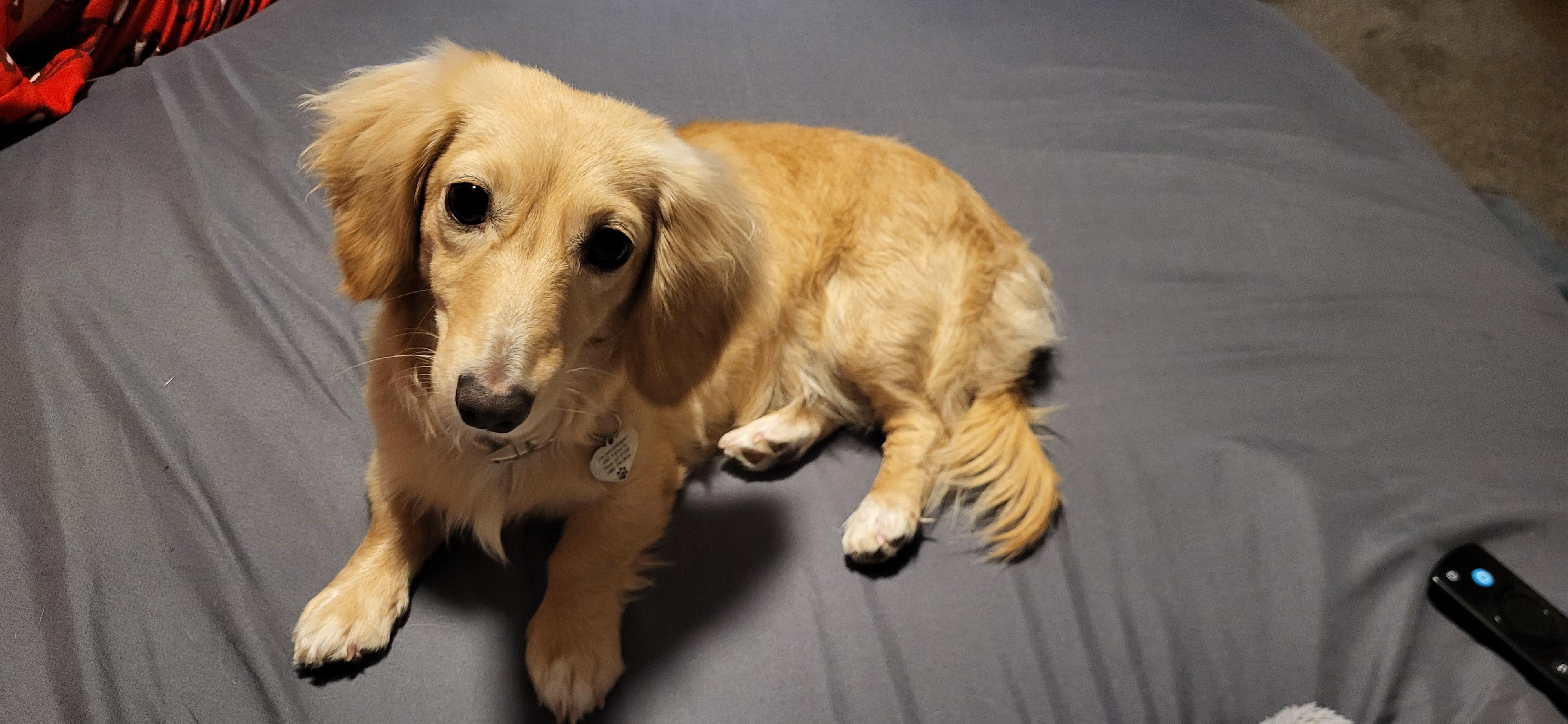Diamondback Doxie in Arizona | Dachshund puppies | Good Dog