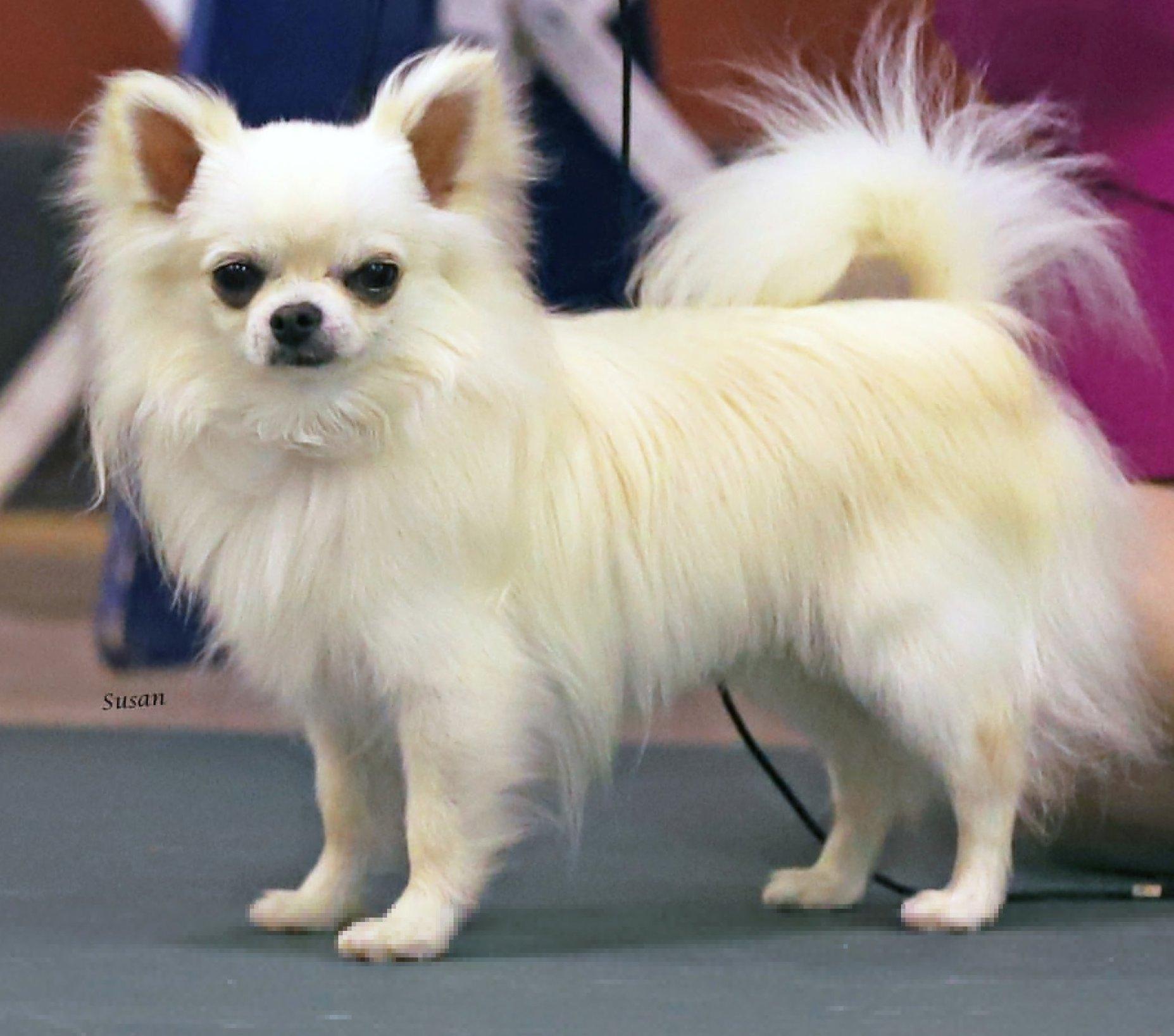 JoLi Chihuahuas in Michigan | Chihuahua puppies | Good Dog