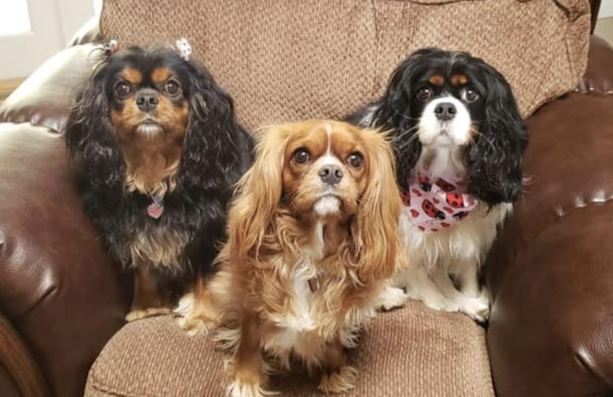 Sovereign Cavaliers in California | Cavalier King Charles Spaniel ...