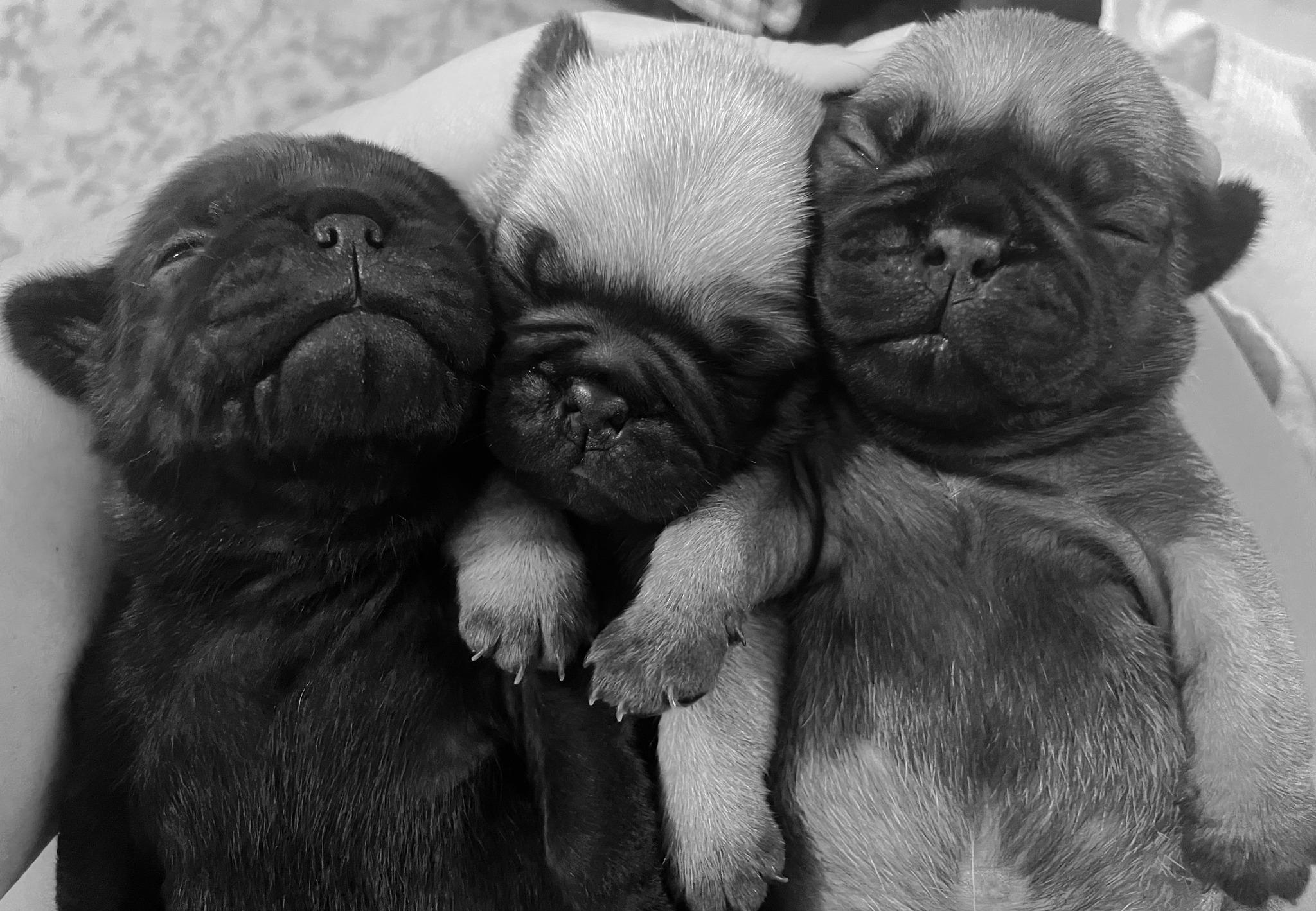 Mystic Mountain Pugs in West Virginia | Pug puppies | Good Dog