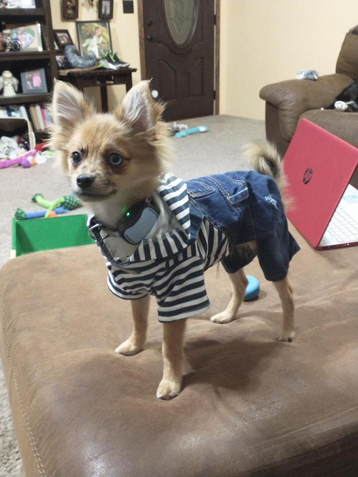 Lisa Greenhalgh in Iowa | Pomeranian puppies | Good Dog