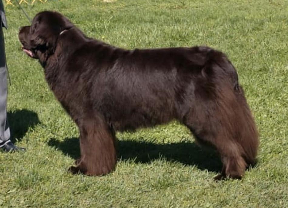 Dancing Bear Newfoundlands in California | Newfoundland puppies | Good Dog