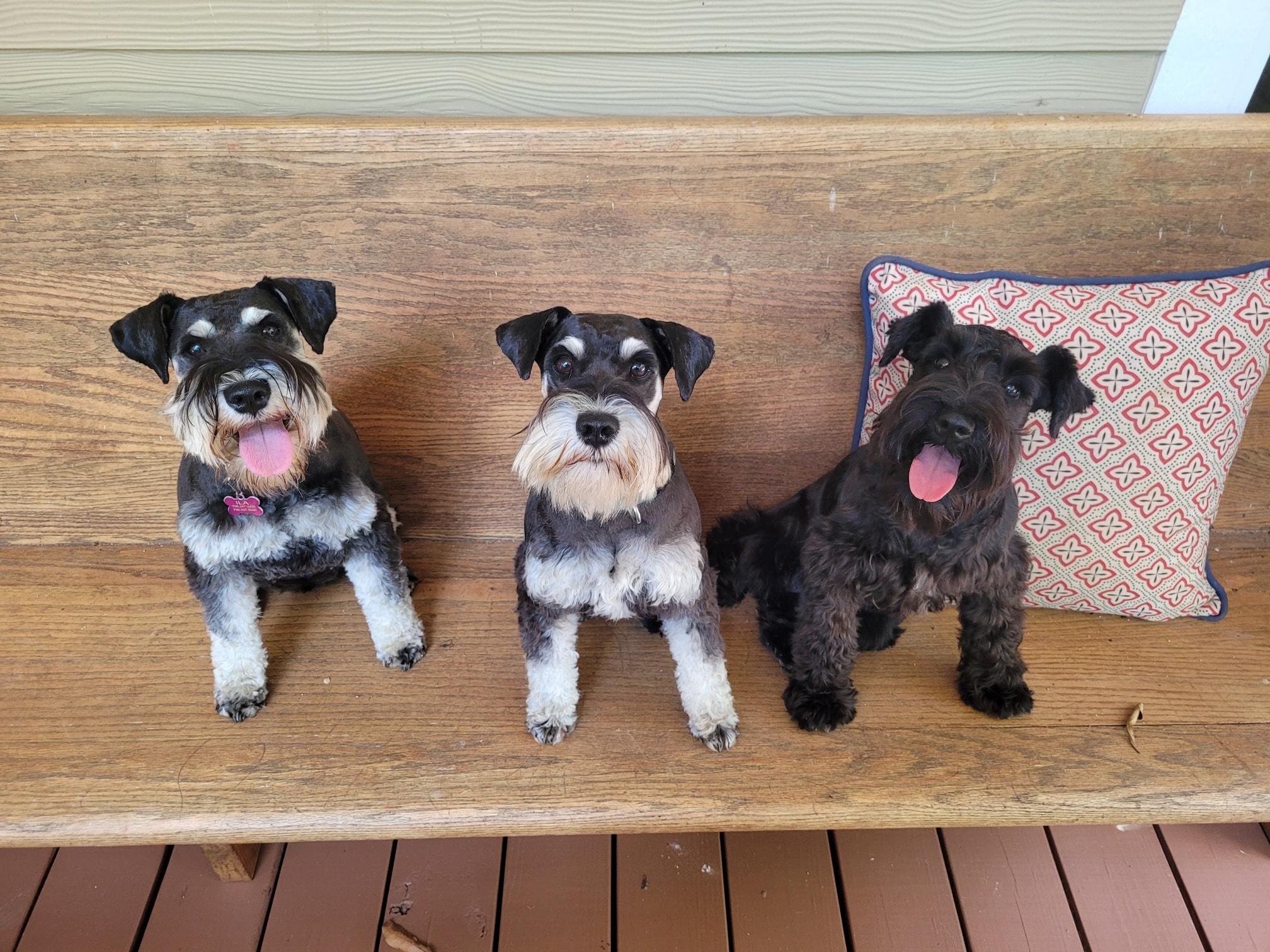 Peach State Miniature Schnauzers in Georgia | Miniature Schnauzer ...