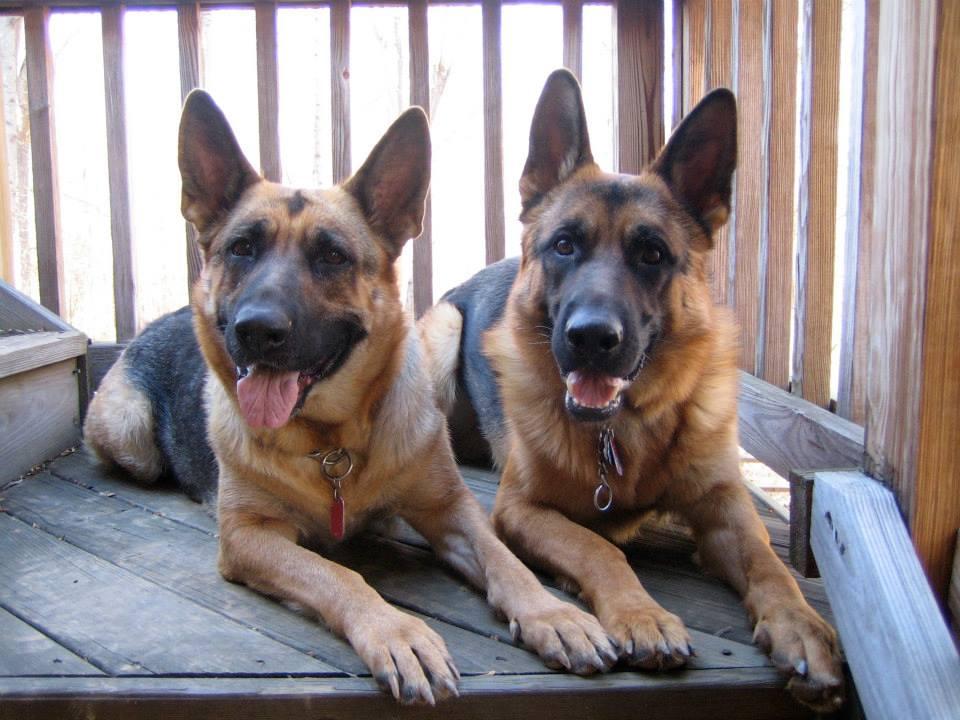 Top Gun Shepherds, LLC in West Virginia | German Shepherd puppies ...