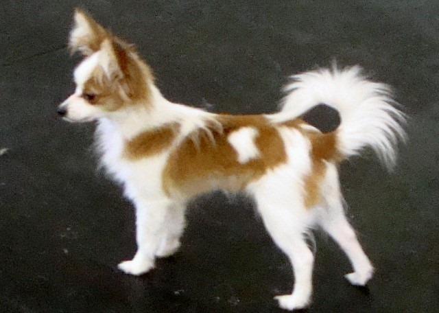 Sierra Papillons in California | Papillon puppies | Good Dog