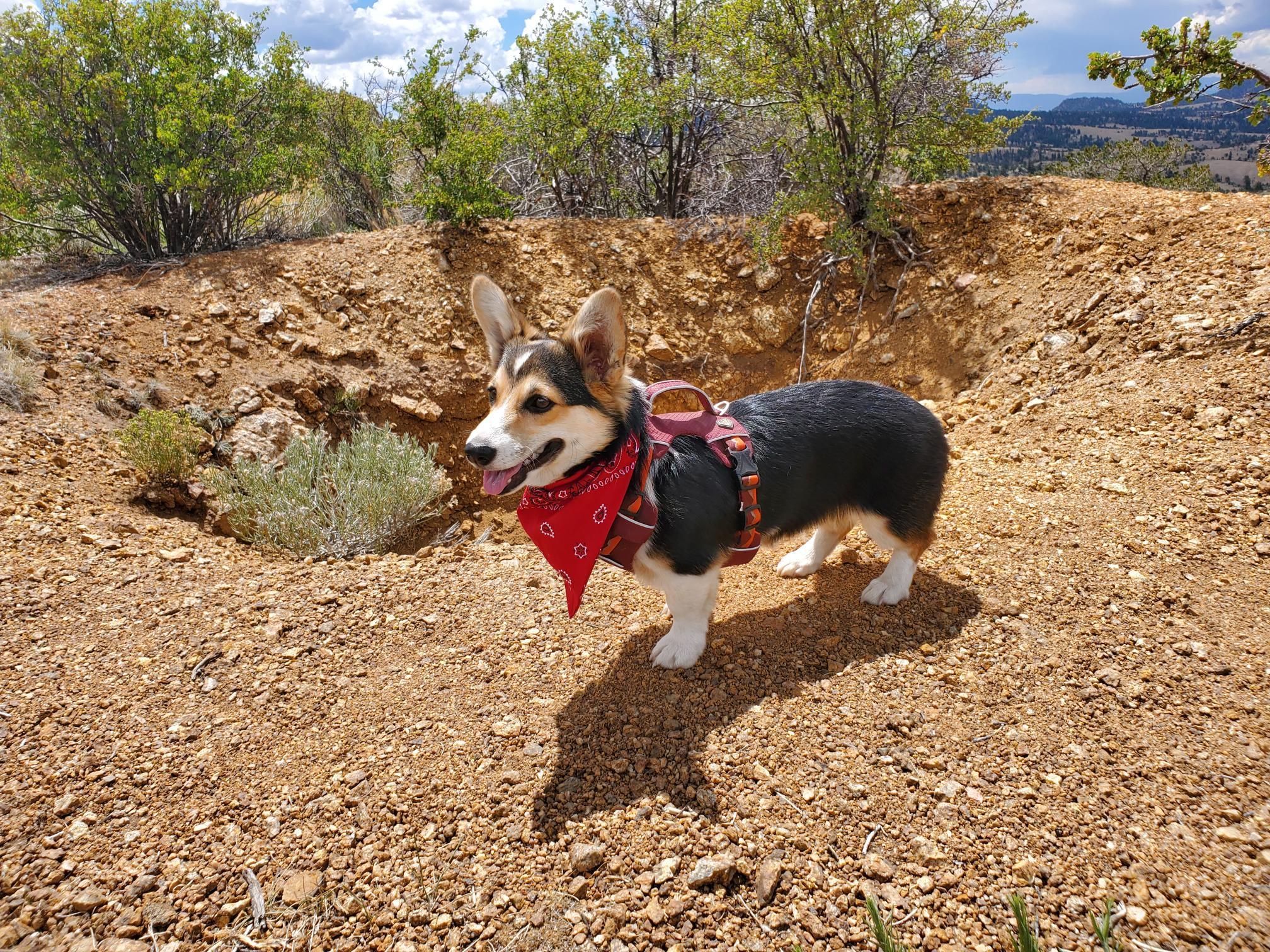 BrowTine Corgis in Colorado | Pembroke Welsh Corgi puppies | Good Dog