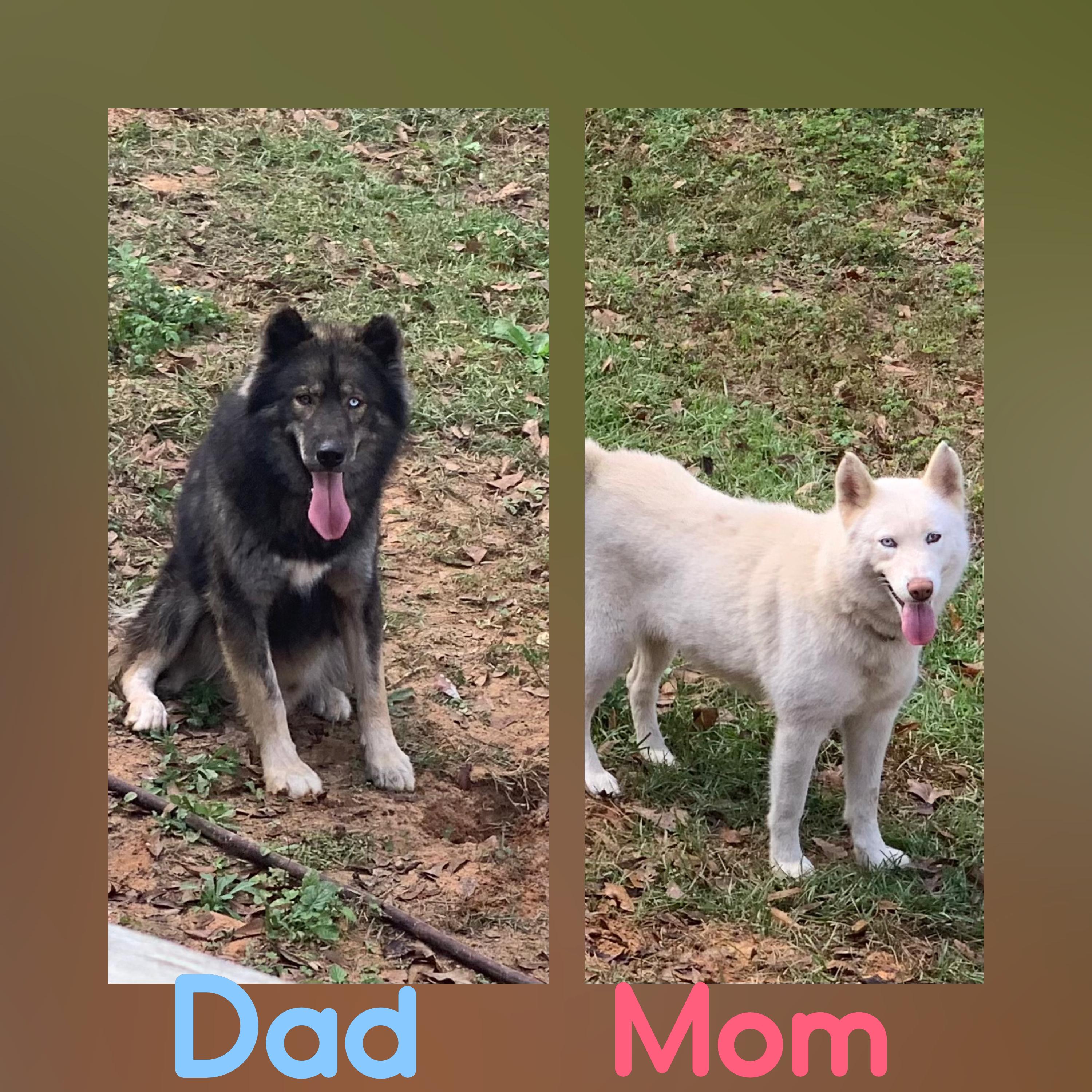 Nancy Barger's Siberian Huskies in Florida | Shetland Sheepdog and ...