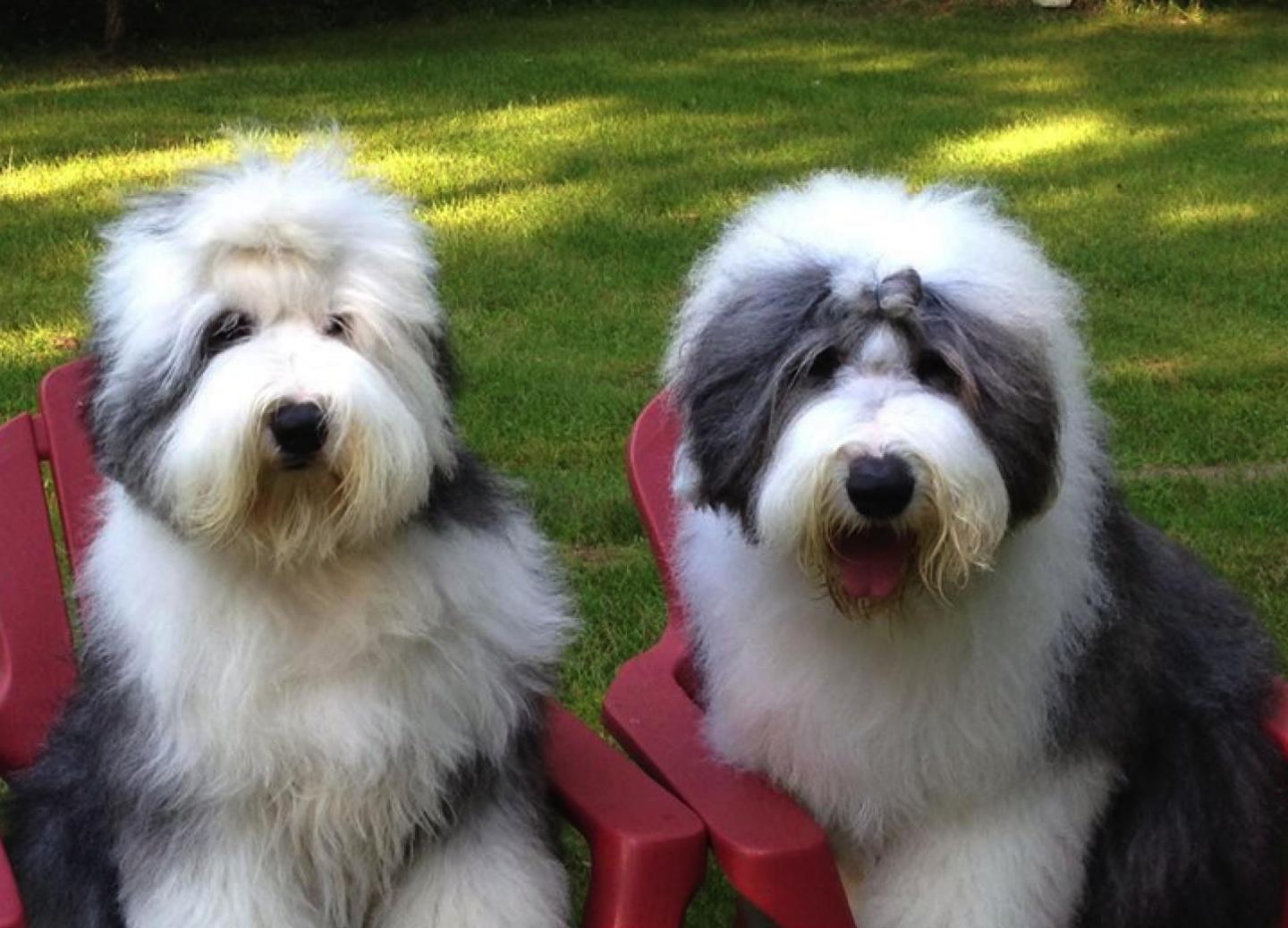 Amy Spaeth's Old English Sheepdogs in Wisconsin | Old English Sheepdog ...