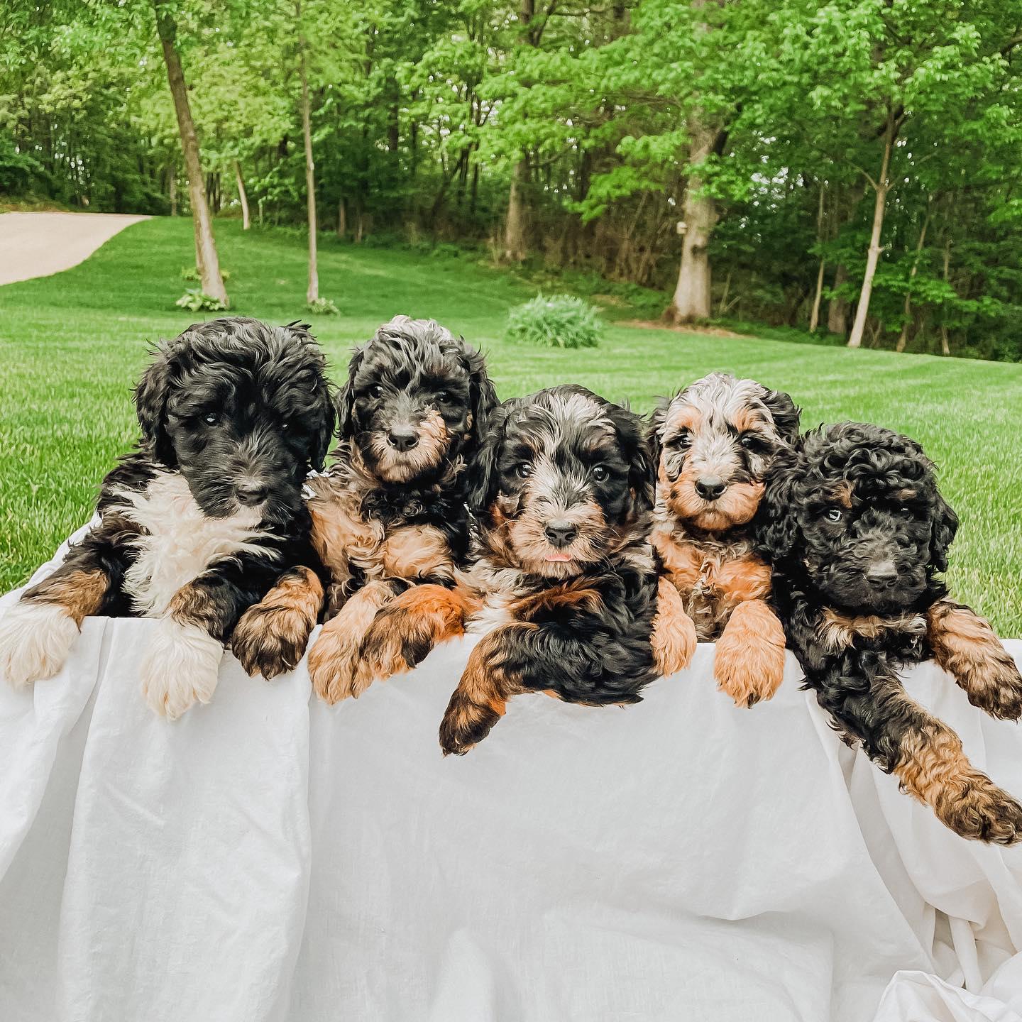 Doodles & Co. Breeding in Iowa | Bernedoodle puppies | Good Dog