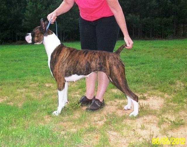 Like The Wind Boxers in Florida | Boxer puppies | Good Dog