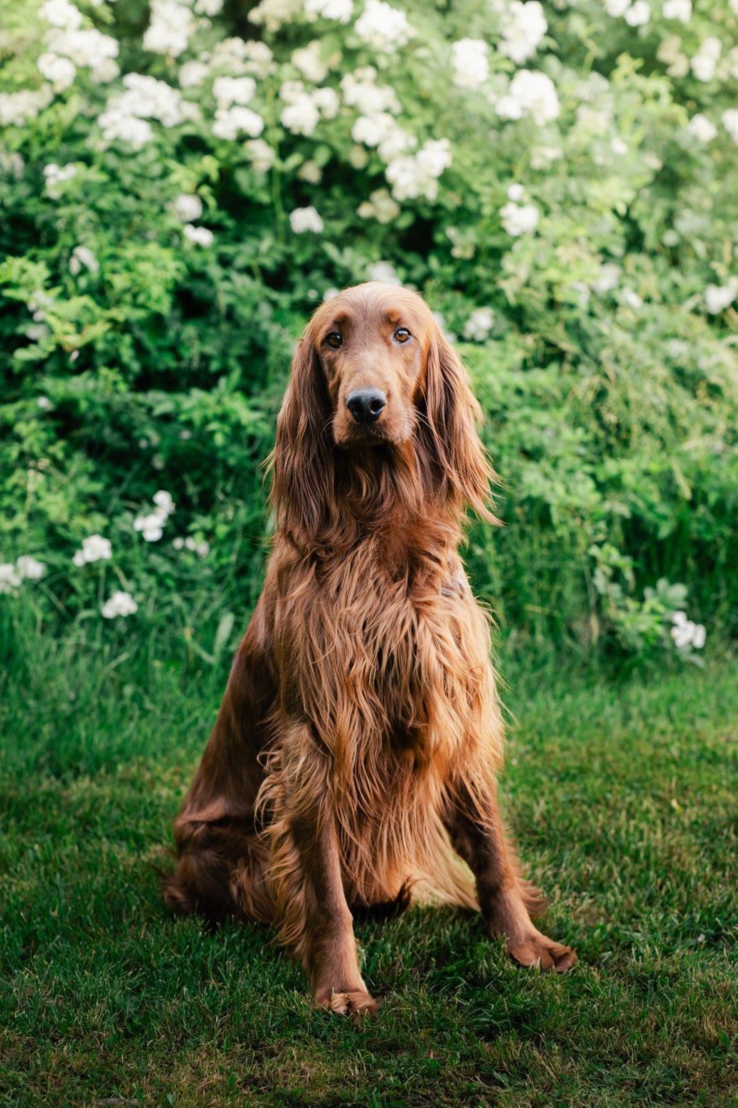 Down East Setters and Labs in Maine | Irish Setter and Labrador ...