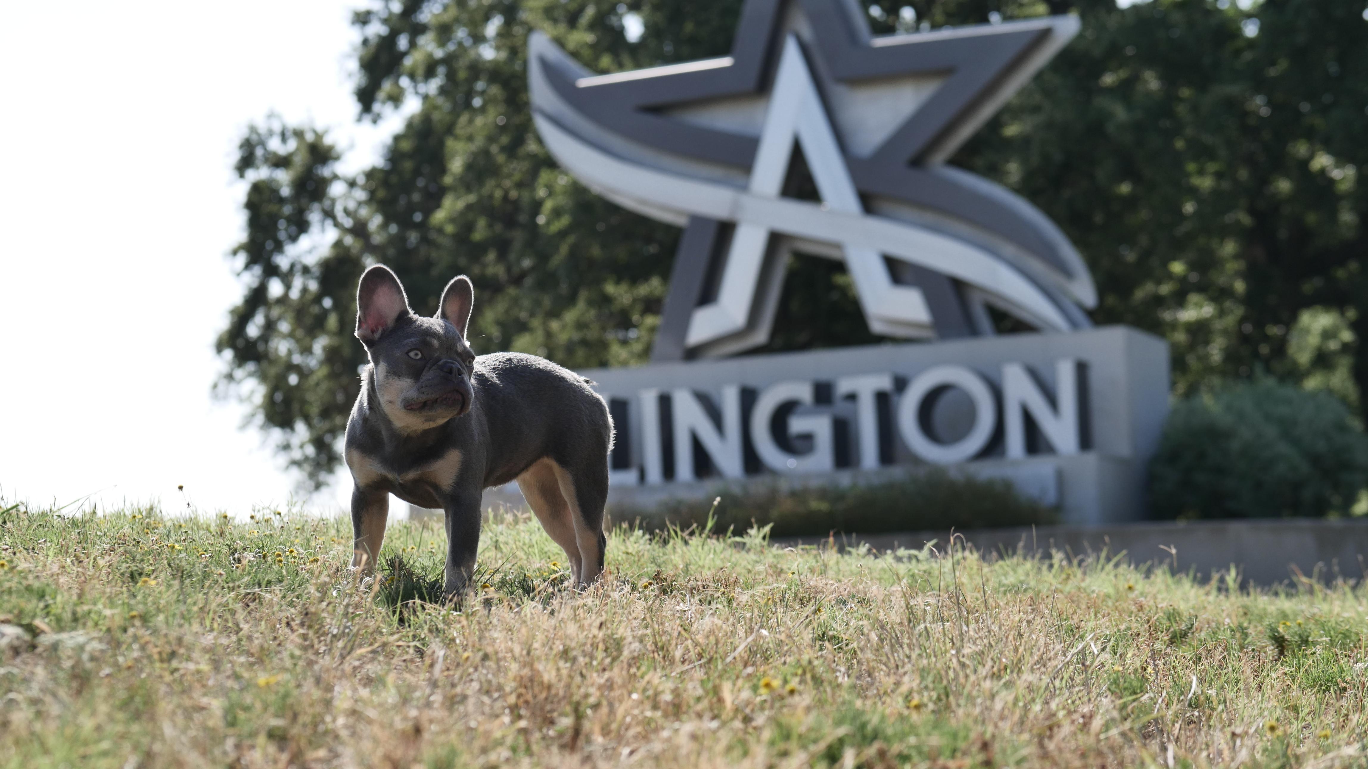 Narco Frenchies in Texas | French Bulldog puppies | Good Dog